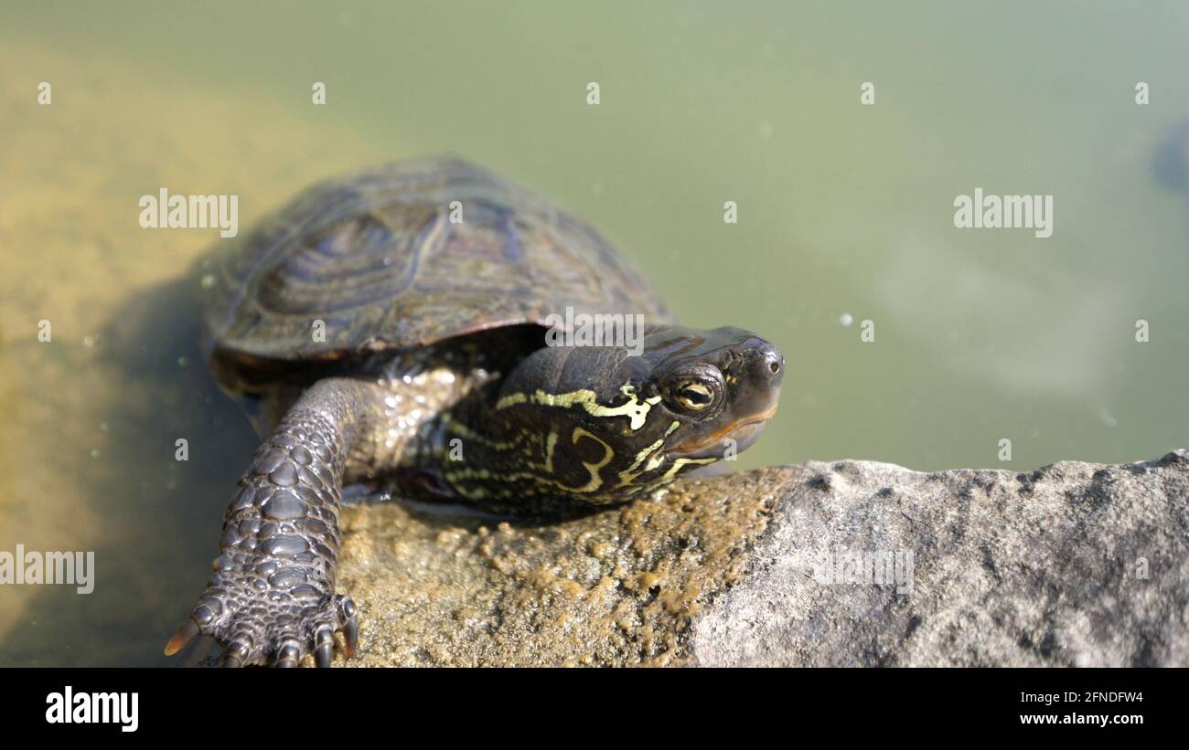 Turtle / Tortoise in Japanese Garden Close Up in Pond Stock Photo - Alamy