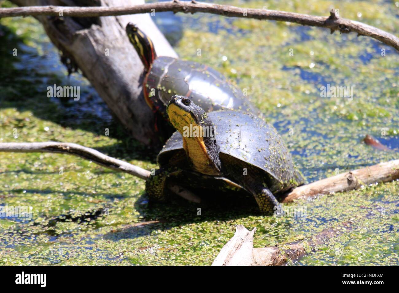 Blanding's Turtle - Emydoidea blandingii, this endangered species ...