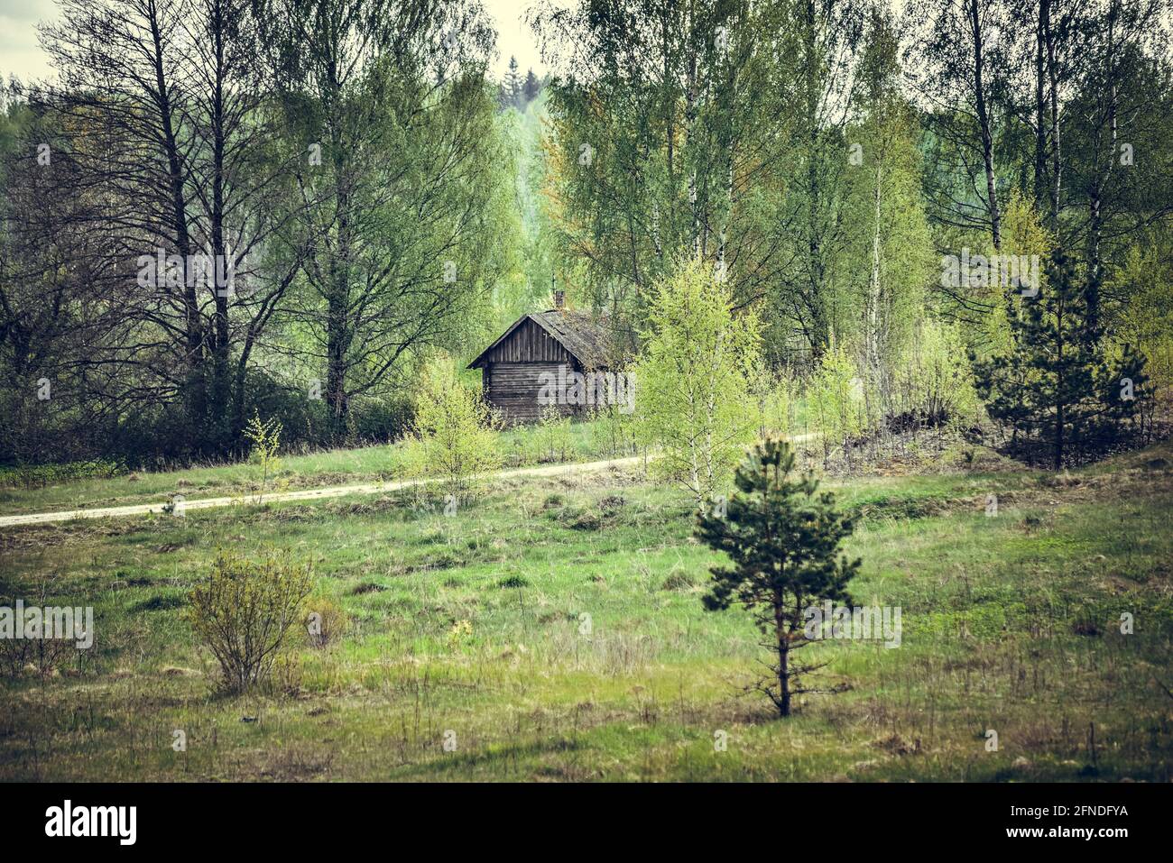 Old latvian forest hi-res stock photography and images - Alamy