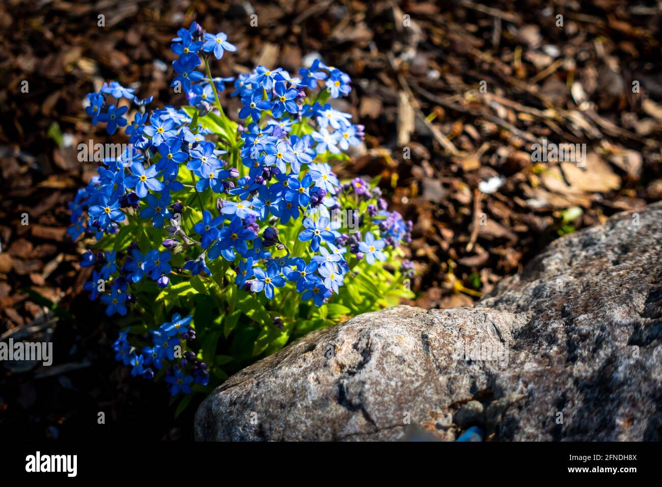 Forget-me-nots growing in a shady spot in the park. Picture taken in ...
