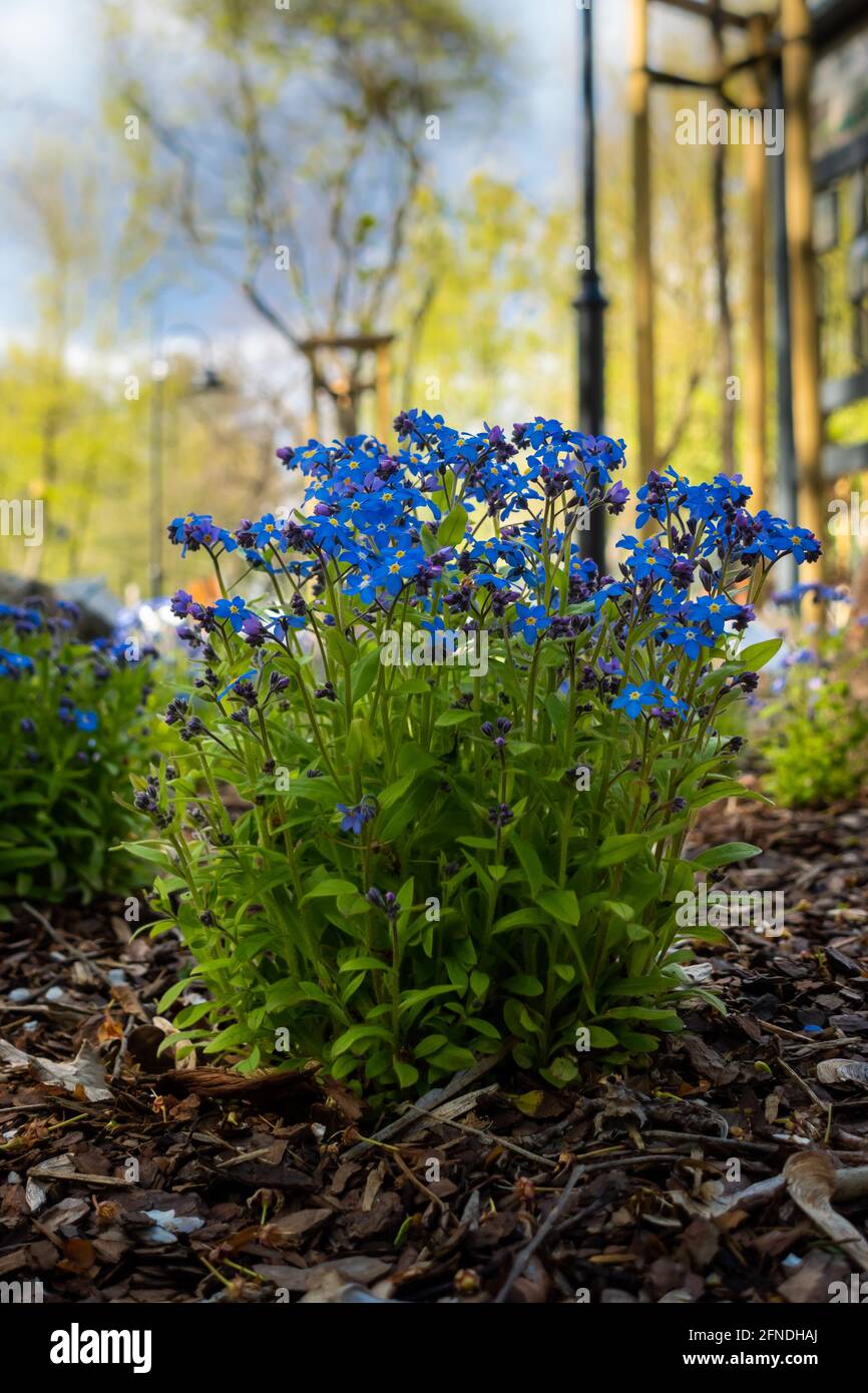 Forget-me-nots growing in a shady spot in the park. Picture taken in ...