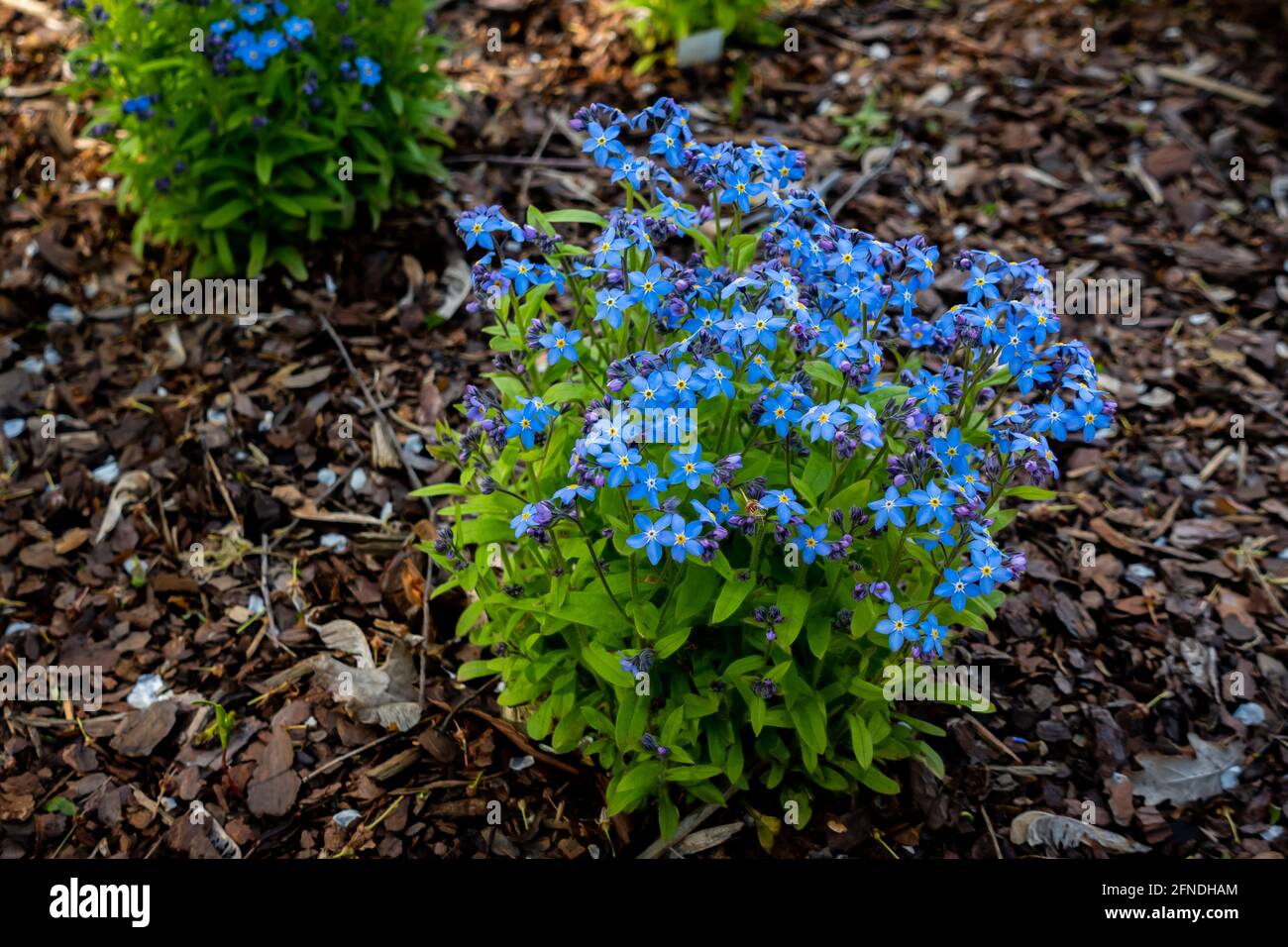 Forget-me-nots growing in a shady spot in the park. Picture taken in ...