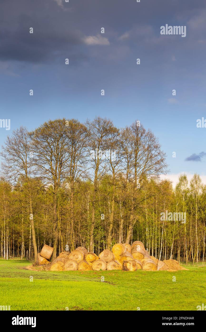 Hay bales deposited at the edge of the forest under the trees. Photo ...