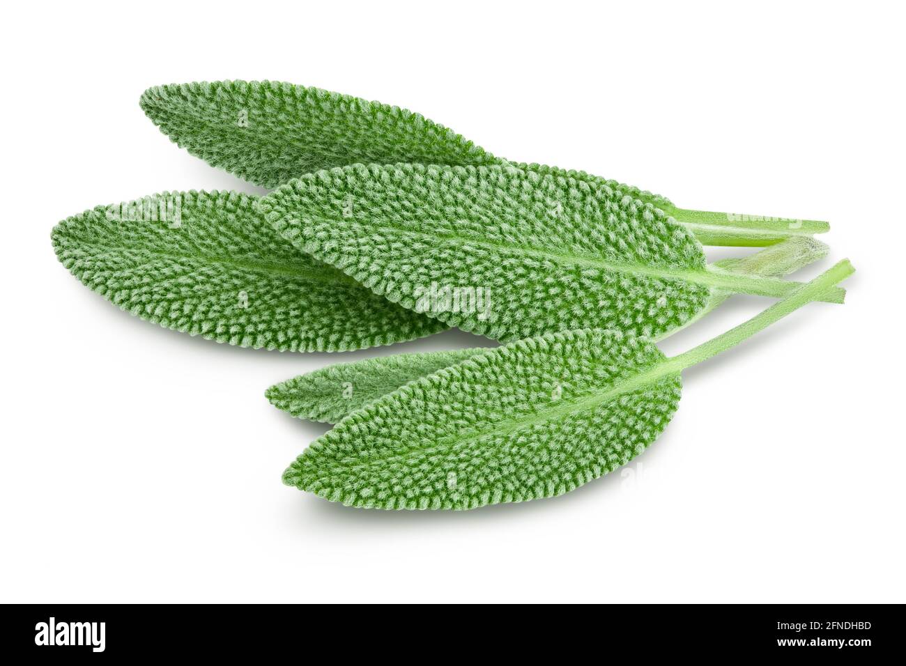 fresh sage herb isolated on white background with clipping path and ...