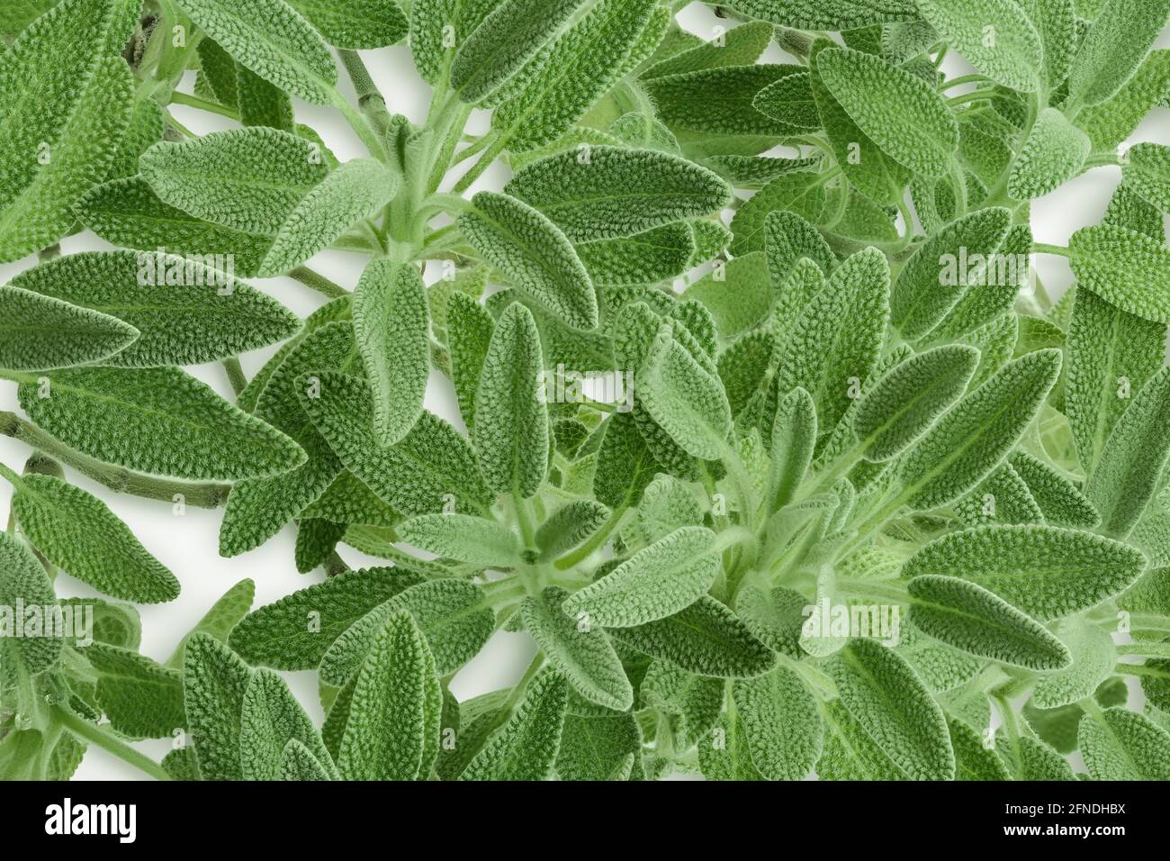 fresh sage herb isolated on white background with clipping path and ...