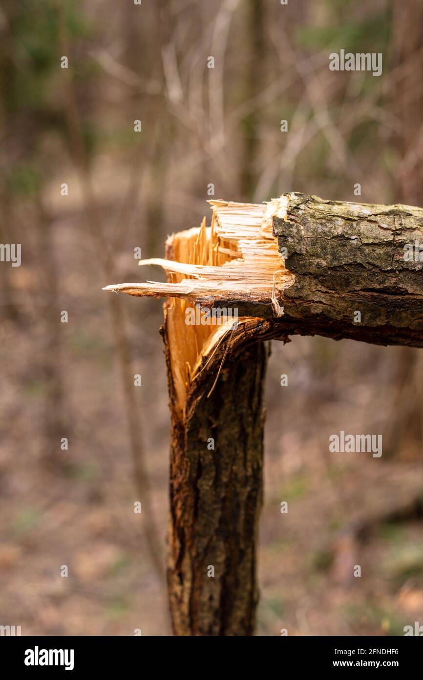 Fallen tree in the forest. Consequence of strong wind Stock Photo - Alamy