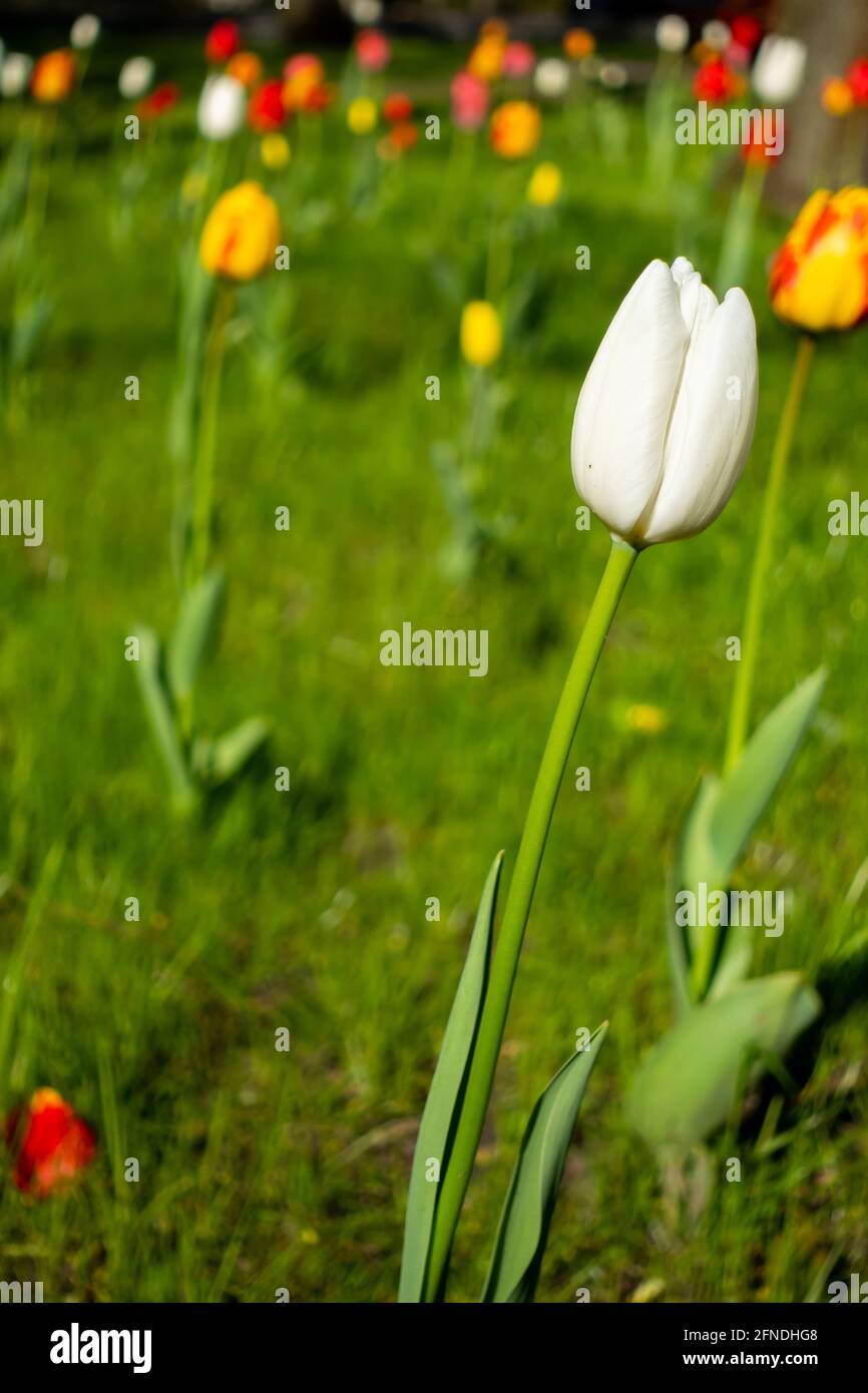 Side view of many white tulips in the park on the grass. The photo was ...