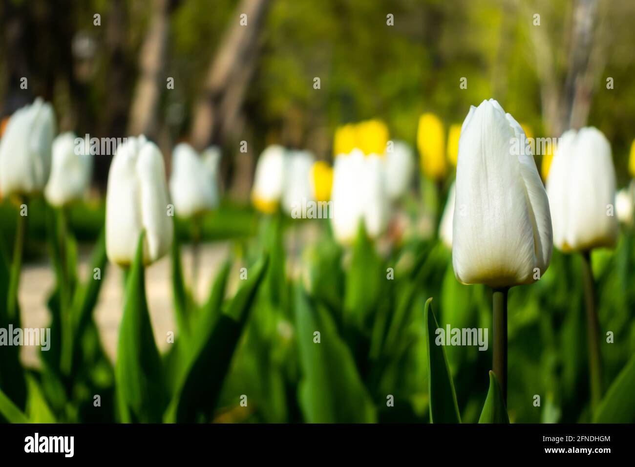 Side view of many white tulips in the park on the grass. The photo was ...