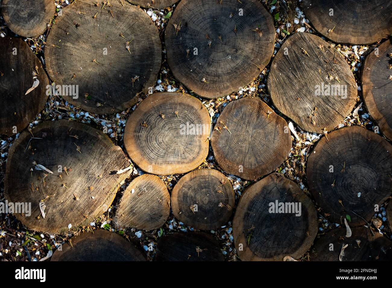 The sidewalk in the park is made of slices of wooden tree branches. The ...