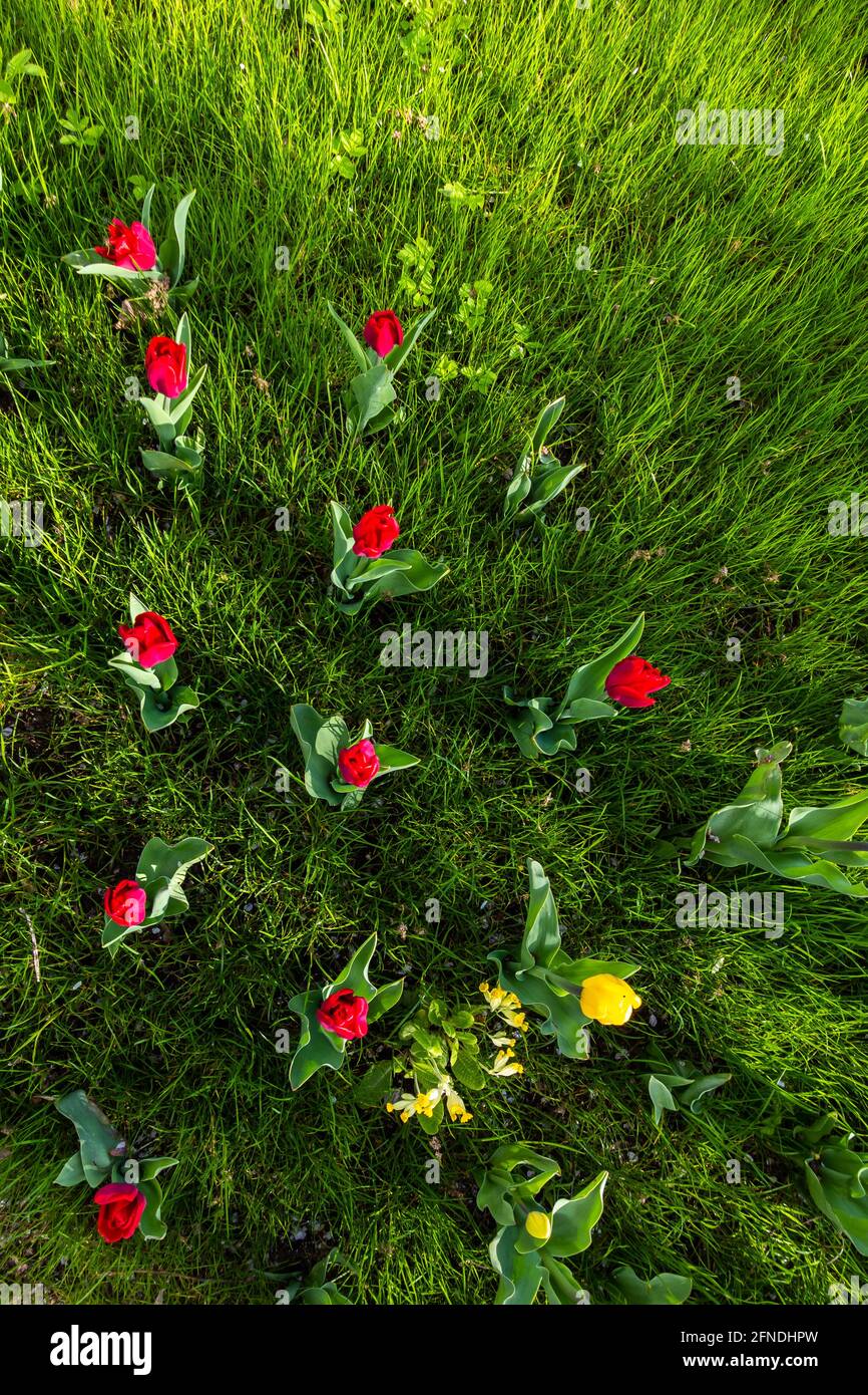 Tulips botanical hi-res stock photography and images - Alamy