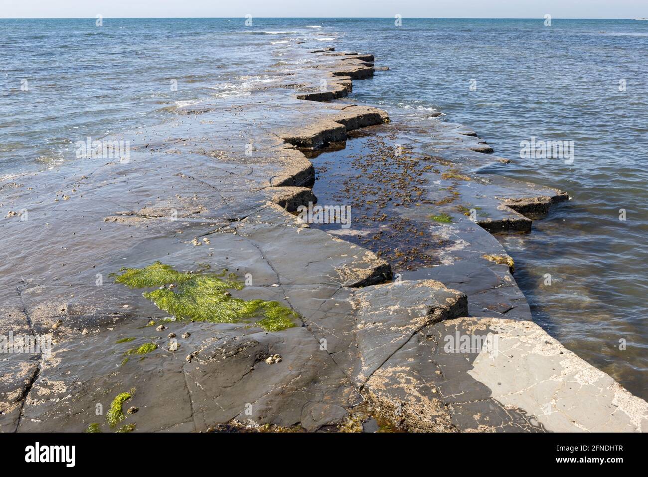 Kimmeridge Ledge, dolomite ledge, wave cut platform, + gutweed seaweed ...