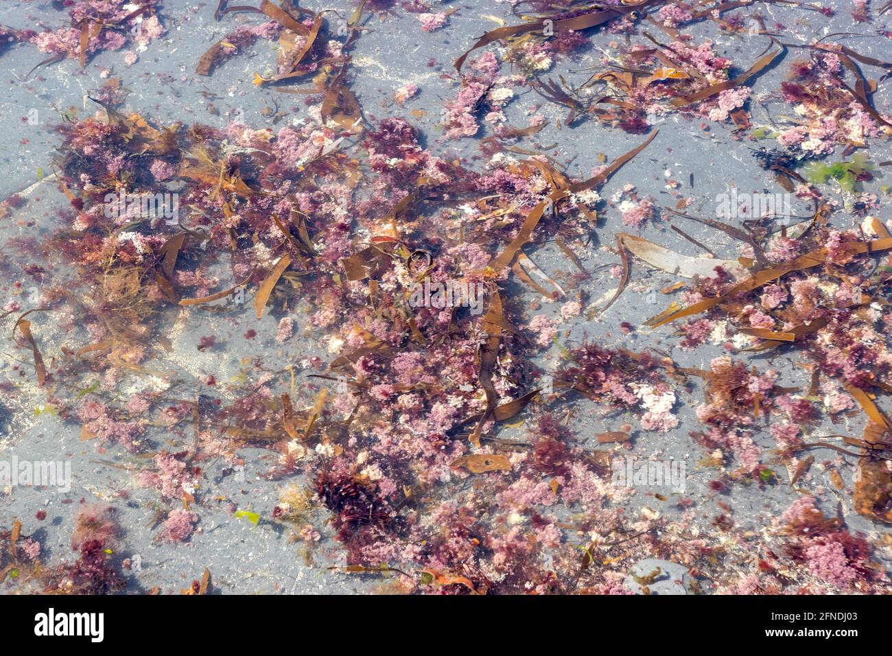 Seaweed, Oarweed (Laminaria digitata) & red macroalgae, Kimmeridge Bay ...