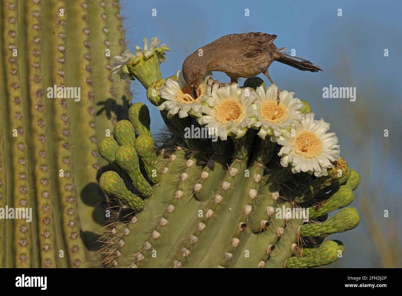 Insects in the desert hi-res stock photography and images - Alamy