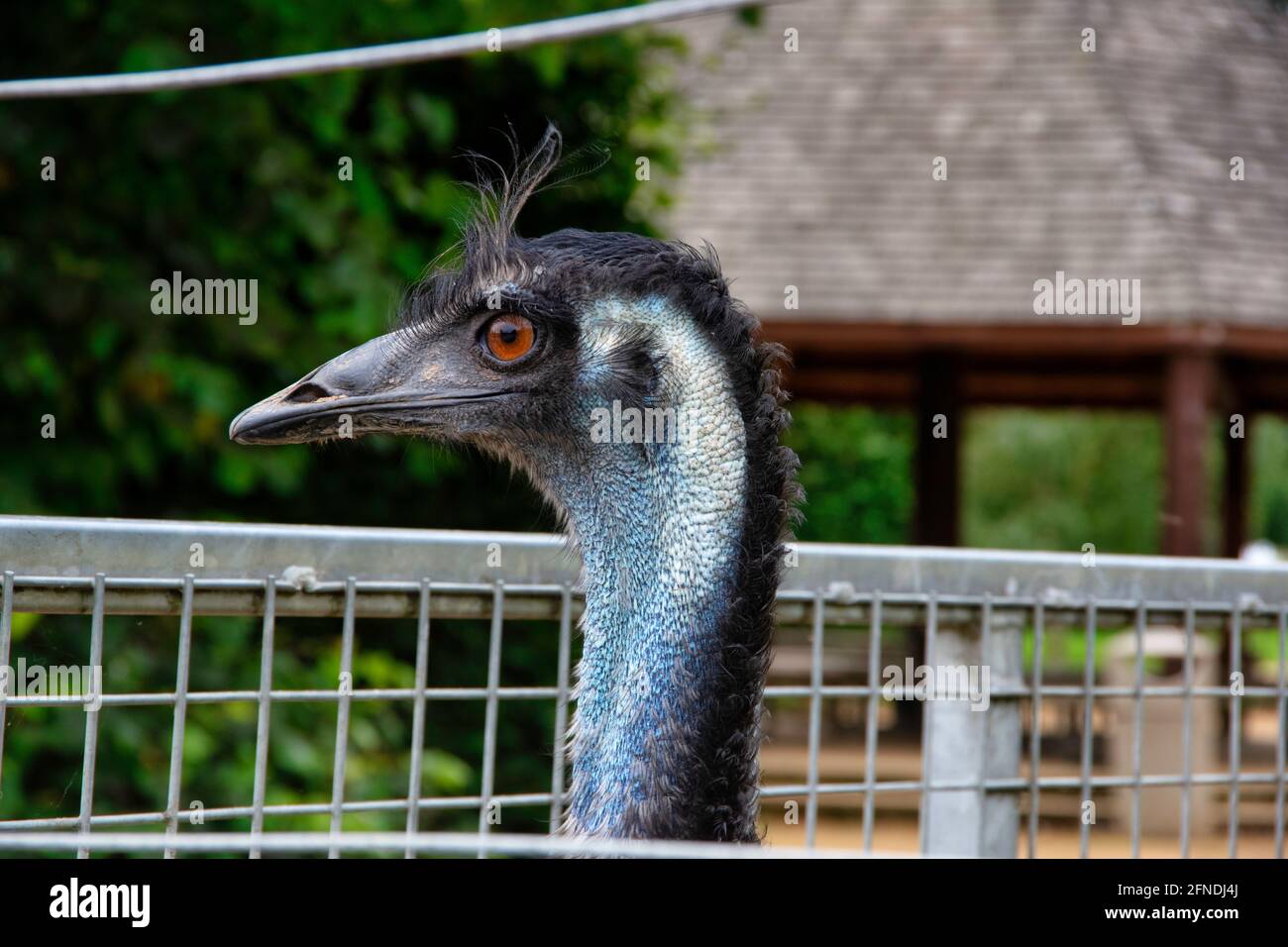 Emu in profile Stock Photo - Alamy