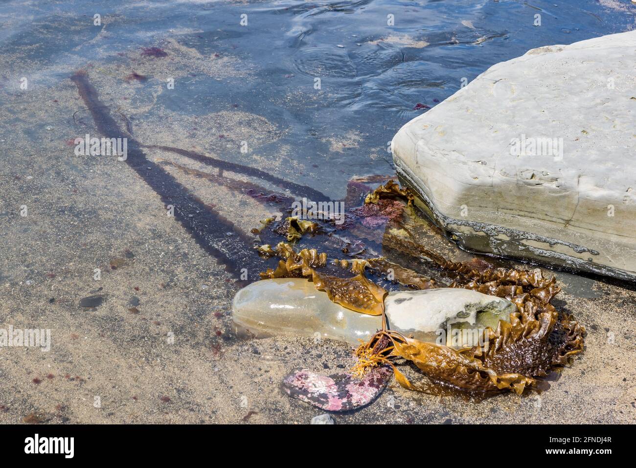 Saccharina latissimi hi-res stock photography and images - Alamy