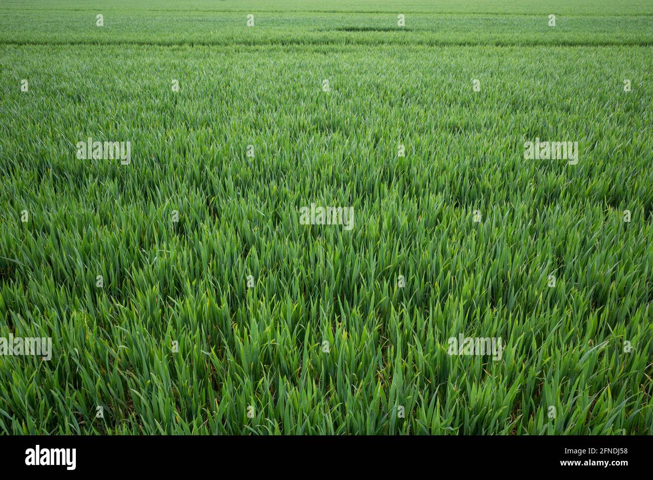 Outdoor sunny landscape view over grass, rice, meadow and agricultural ...