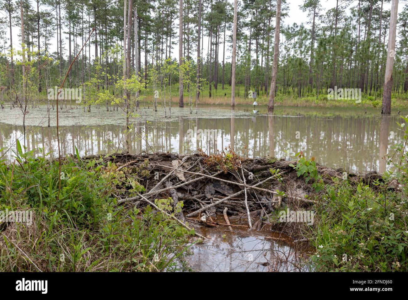 Beaver Dam, active, Northwestern Florida, USA by James D Coppinger ...