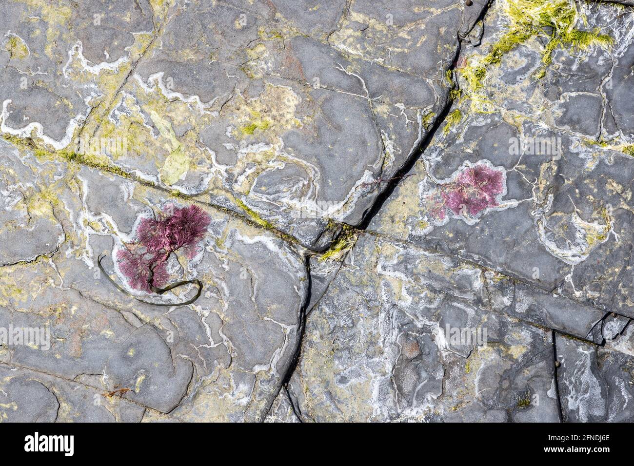 Low tide, red & green macroalgae, seaweed, Kimmeridge Ledge, dolomite ...