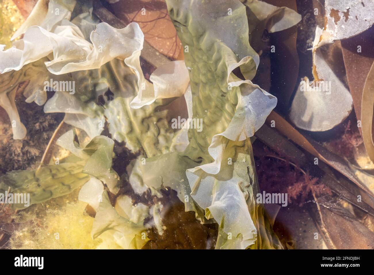 Red algae aka Rhodophyta, seaweed, Kimmeridge Ledge, Kimmeridge Bay ...