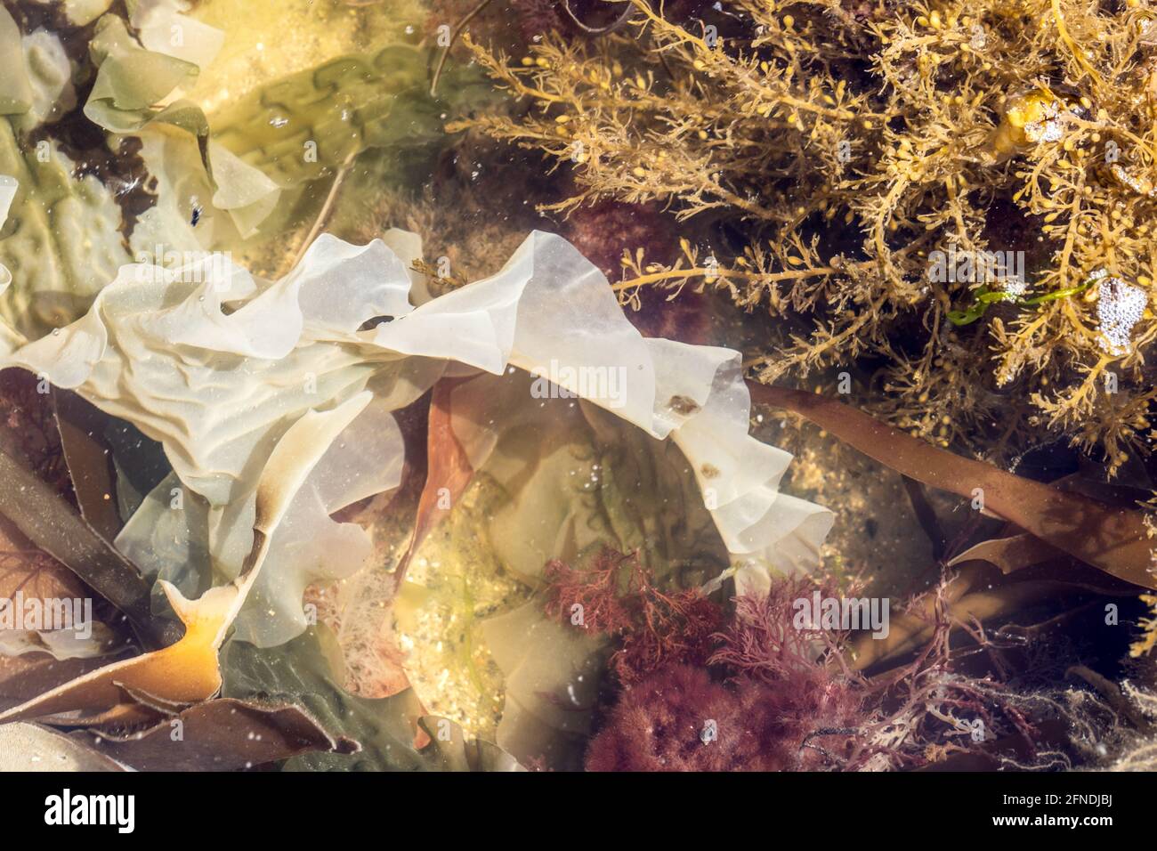 Red algae aka Rhodophyta, seaweed, Kimmeridge Ledge, Kimmeridge Bay ...