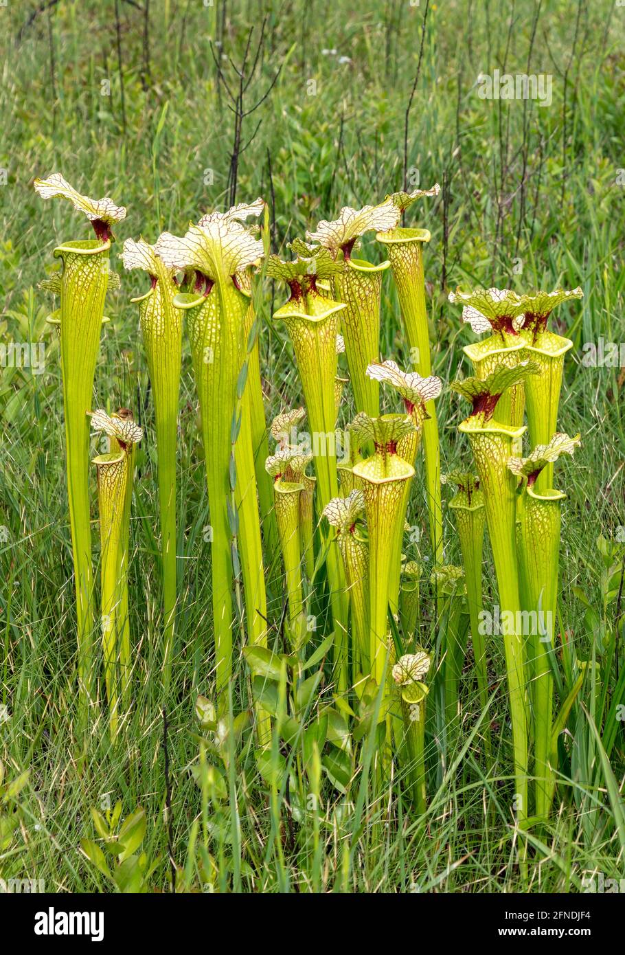 Natural Pitcher plant hybrid Sarracenia x moorei, Western Panhandle ...