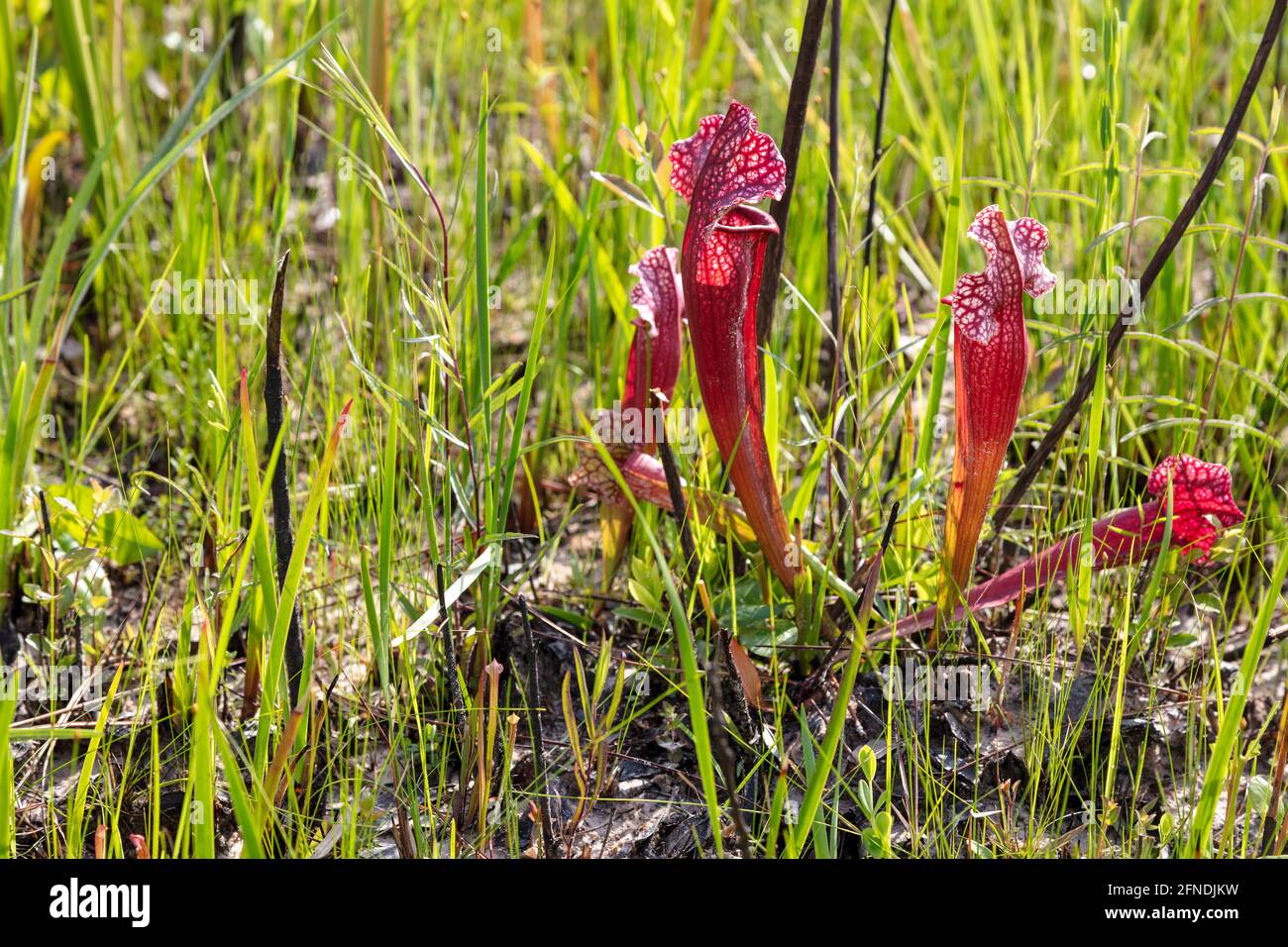 Sarracenia x mitchelliana, hybrid pitcher plant, Sarracenia leucophylla ... Sarracenia x mitchelliana, hybrid pitcher plant, Sarracenia leucophylla ...