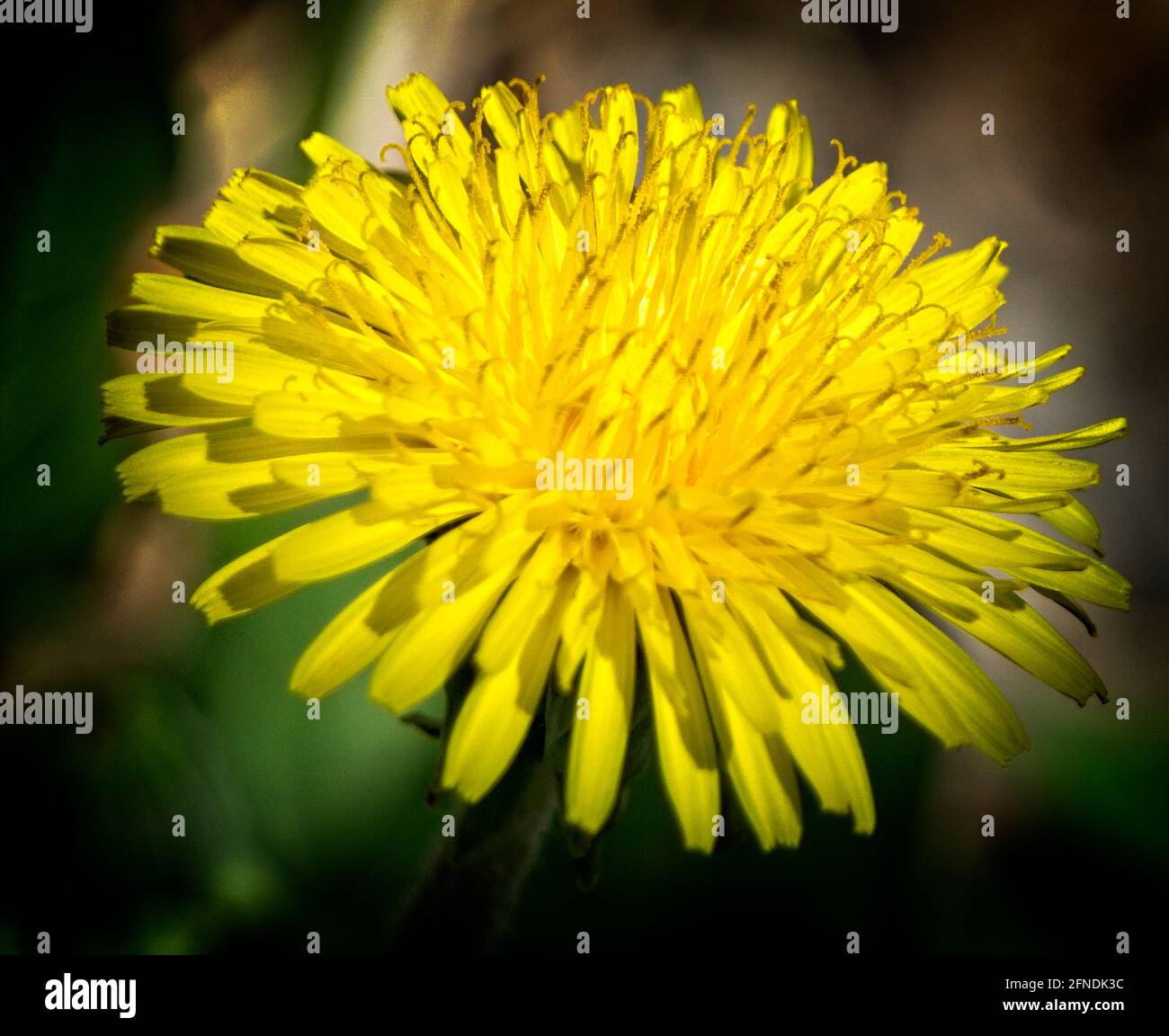 Tick weed hi-res stock photography and images - Alamy