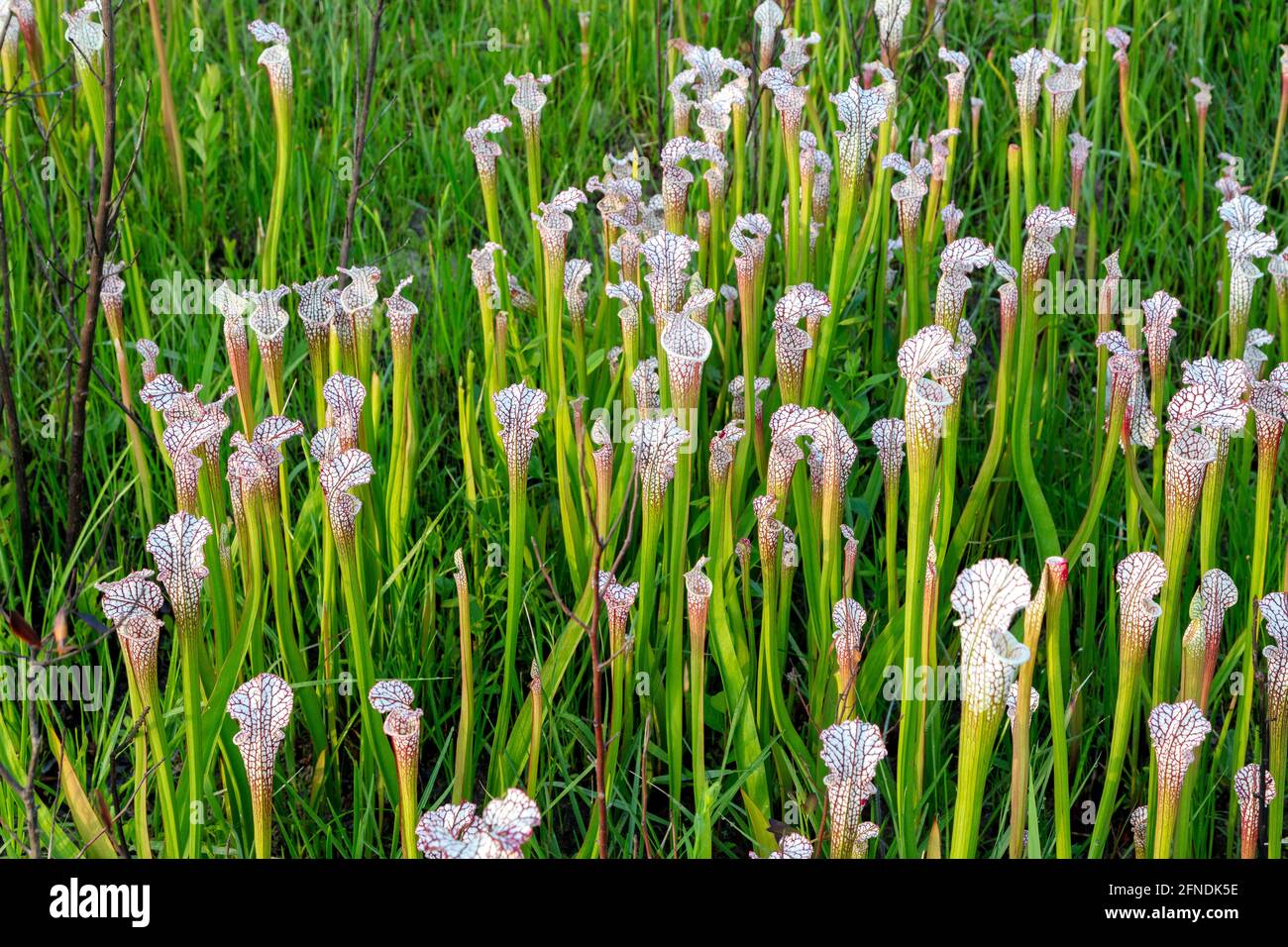 White-topped Pitcher Plant (Sarracenia leucophylla), western panhandle ...
