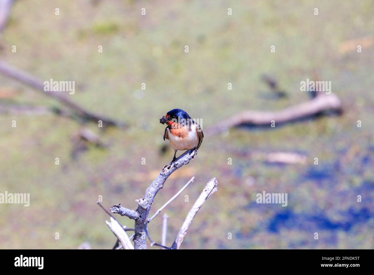 A barn swallow near a lake in Ontario Canada. The Barn swallow is a ...