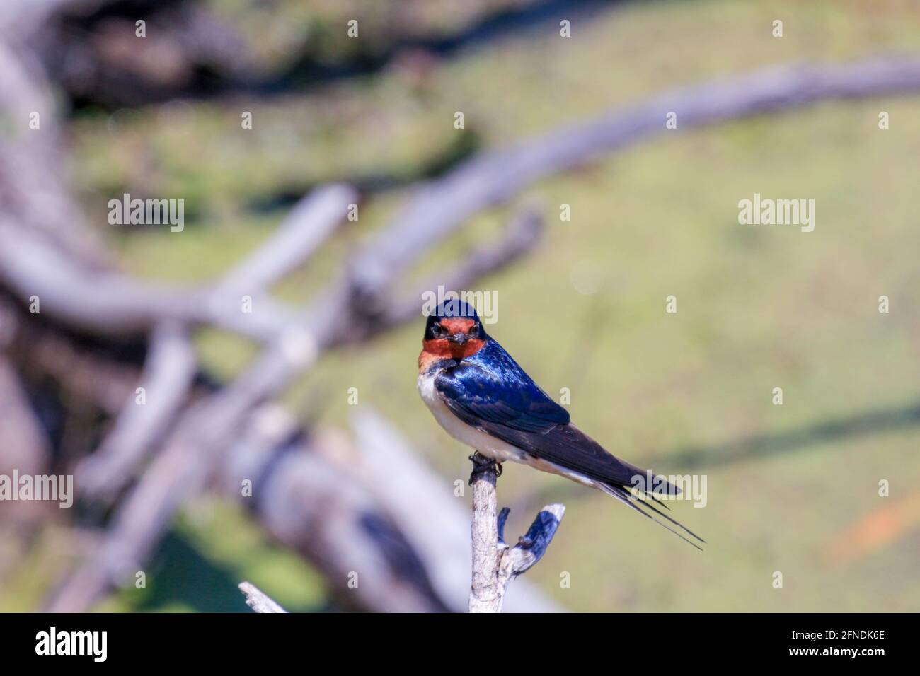 A barn swallow near a lake in Ontario Canada. The Barn swallow is a ...