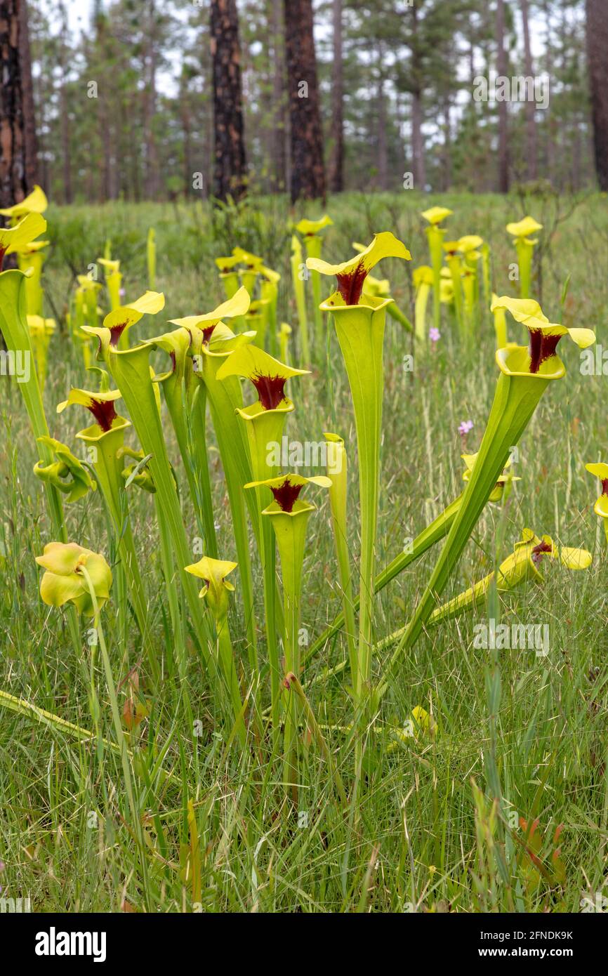 Sarracenia Flava High Resolution Stock Photography and Images - Alamy