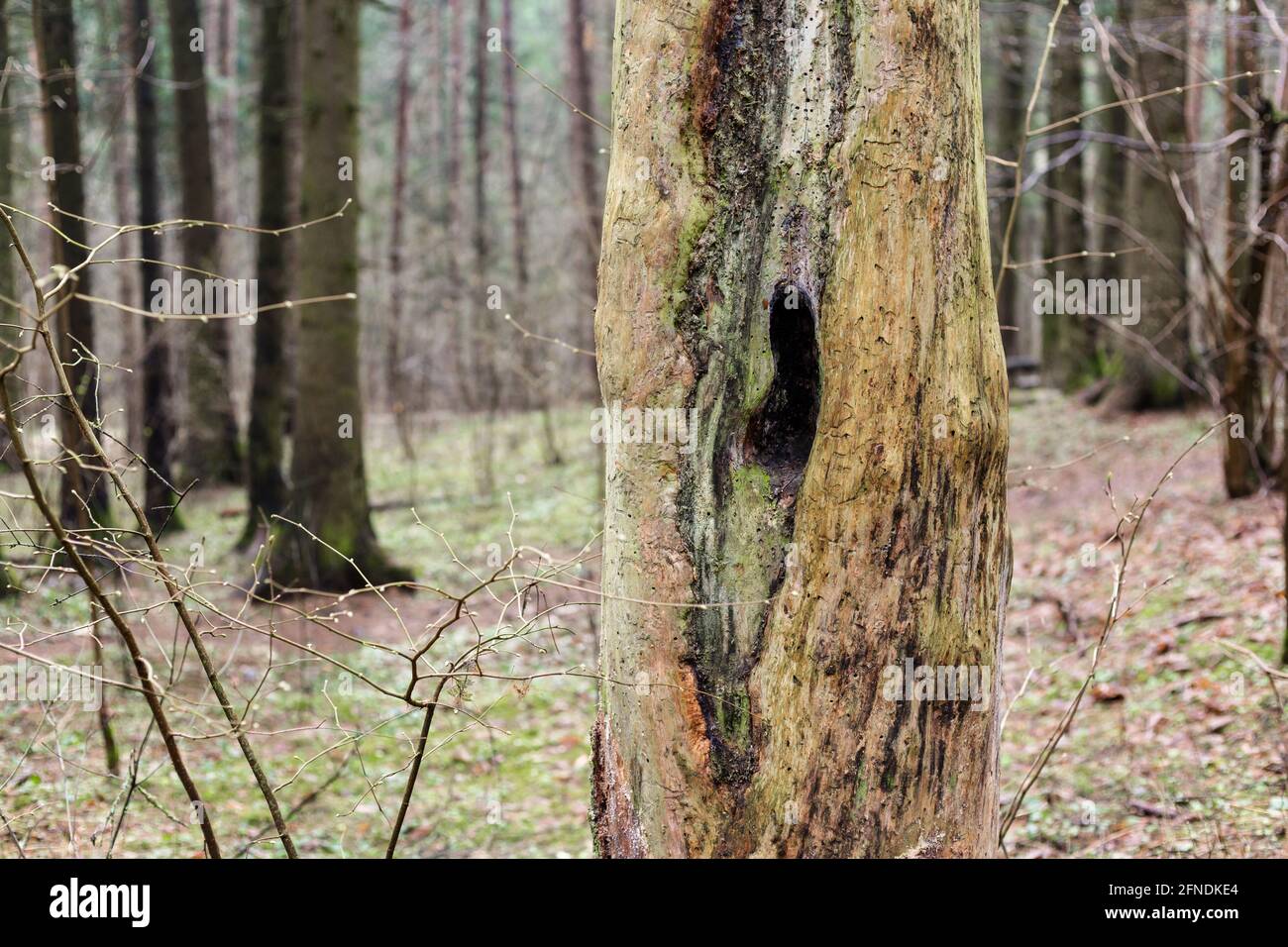 Hollow inside a dead tree in the forest Stock Photo - Alamy