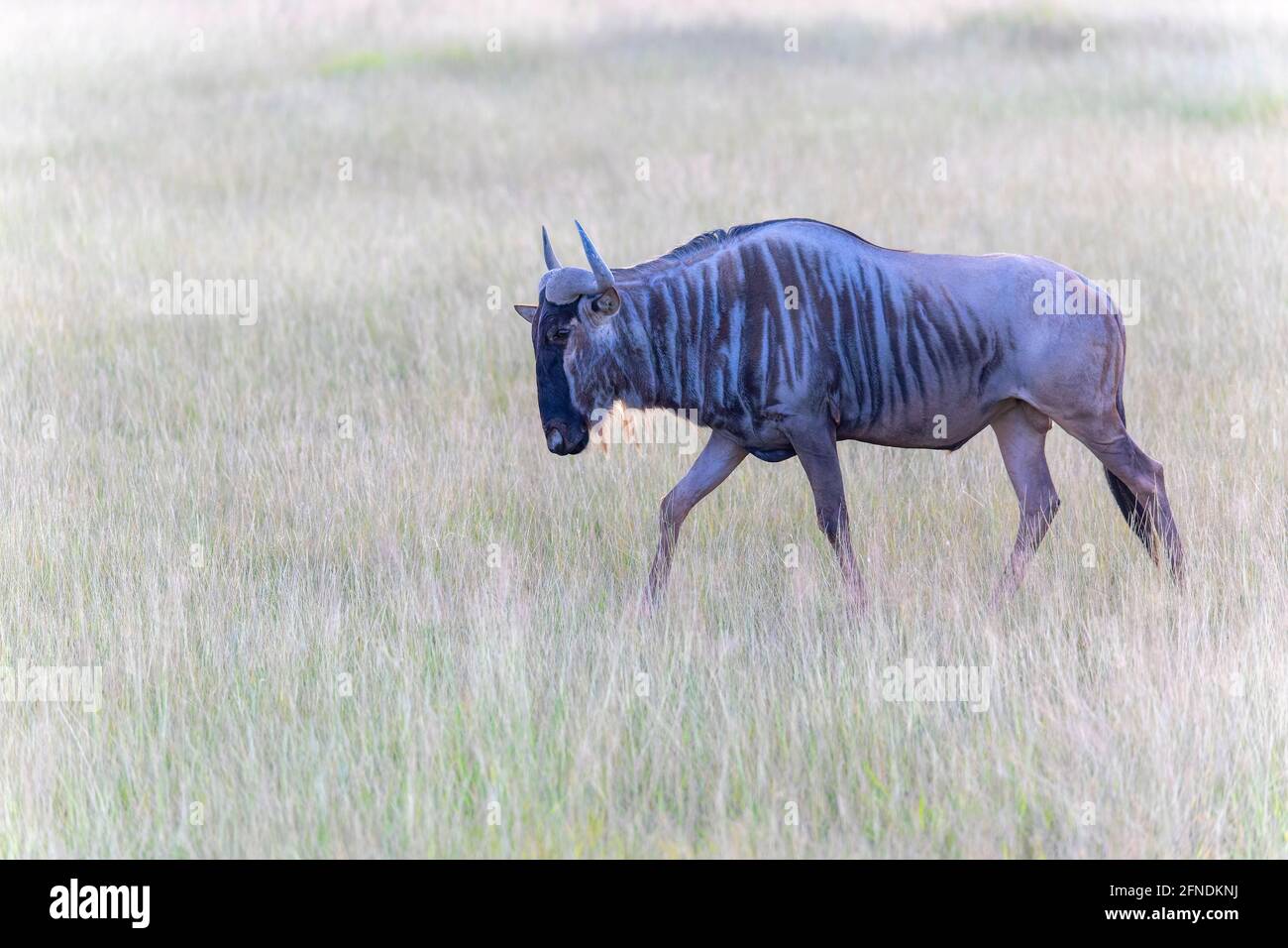 Wildbeast, Gnu in the Savannah of Kenya, Amboseli National Park, Africa ...