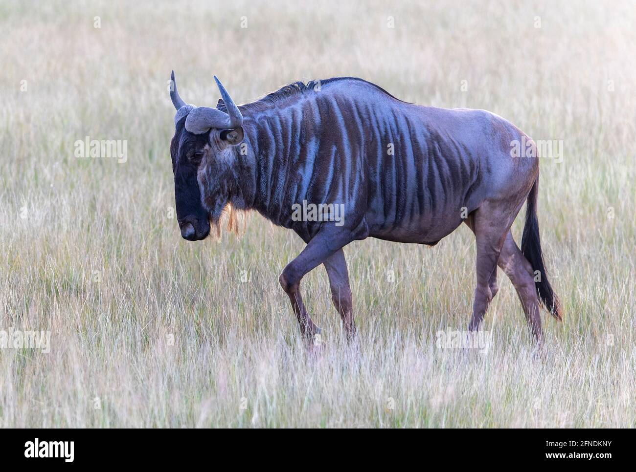 Wildbeast, Gnu in the Savannah of Kenya, Amboseli National Park, Africa ...