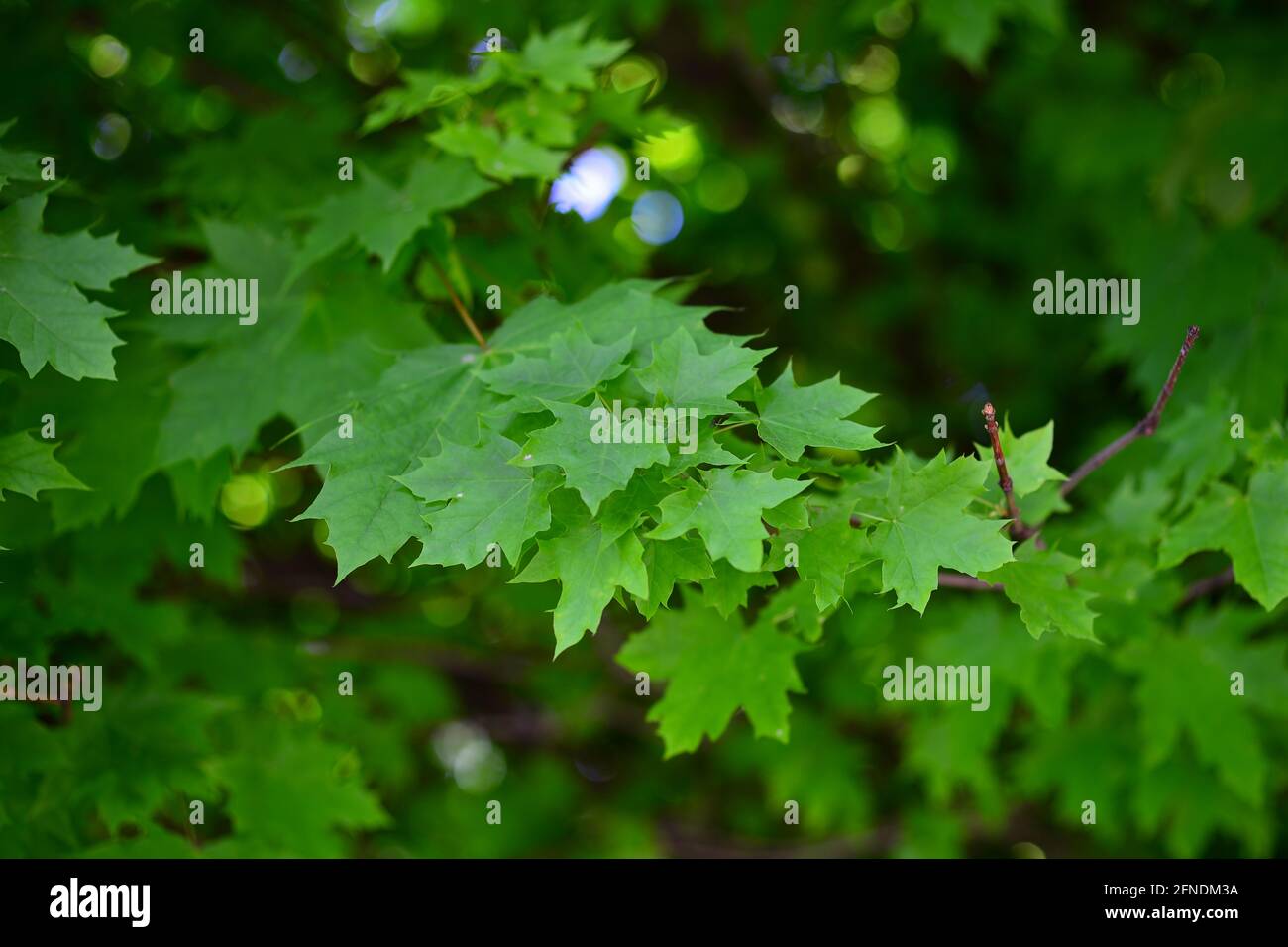 Very young maple tree in the forest in spring hi-res stock photography ...
