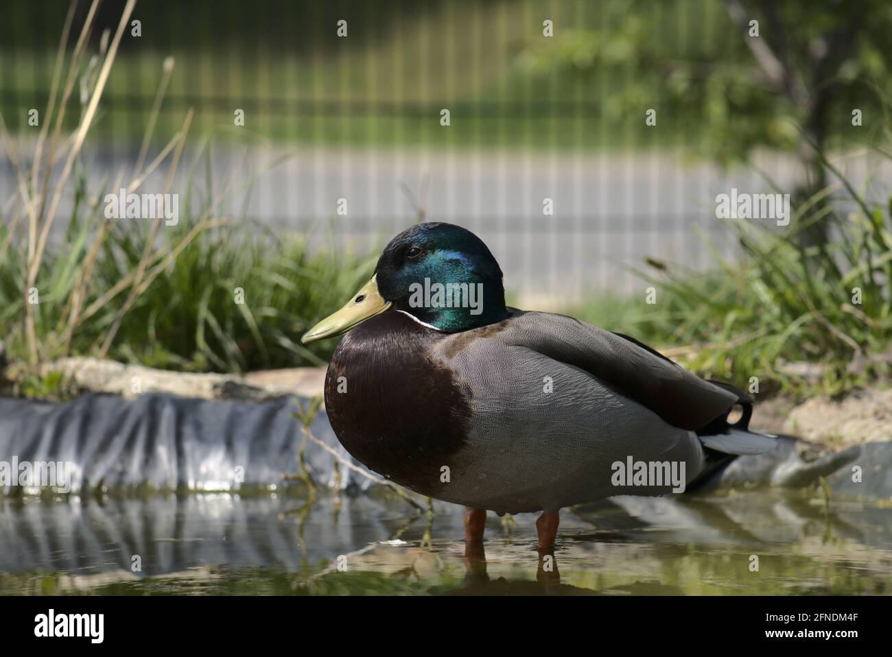 Total Shot of Male Wild Duck near Vienna, Austria with Garden Fence in ...