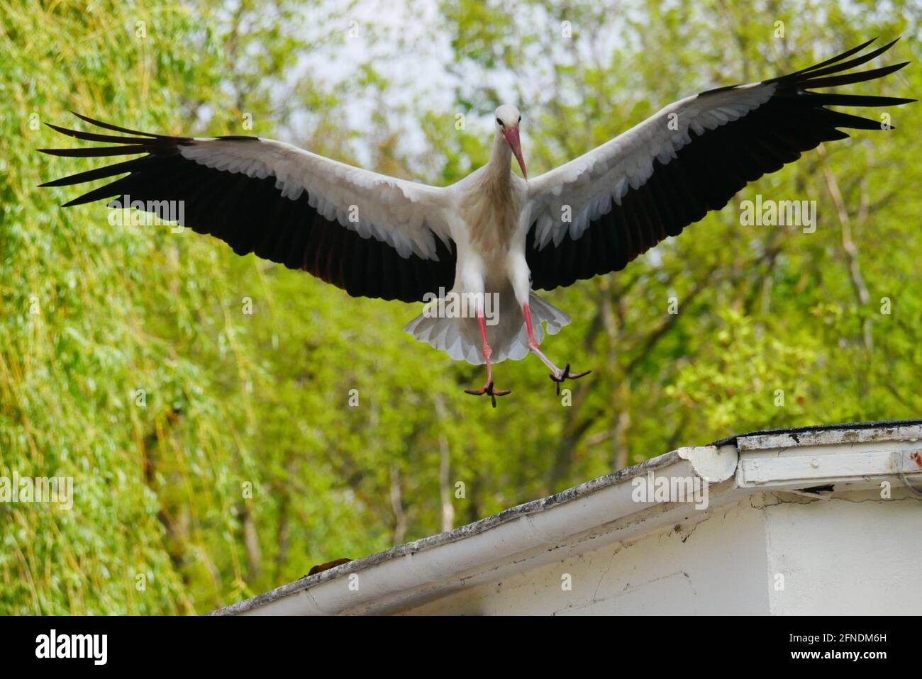White stork with widely spread wings and spread claws shortly before ...