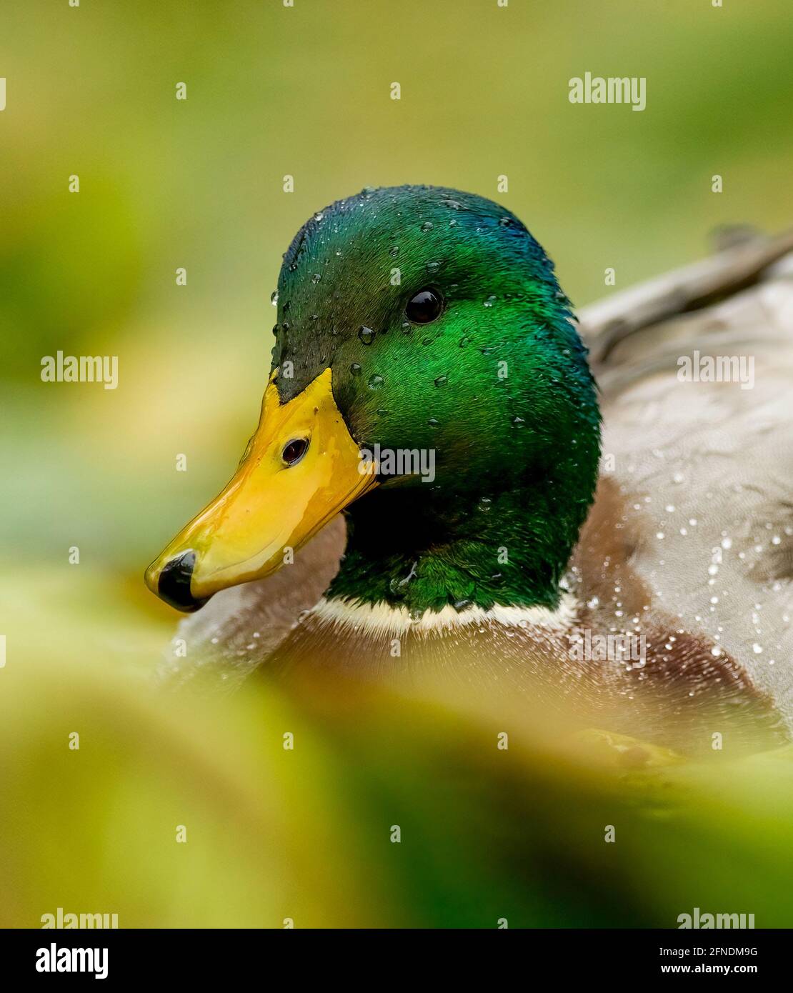 A Full Detailed Head Shot of a Mallard Duck With Nature Surroundings In ...