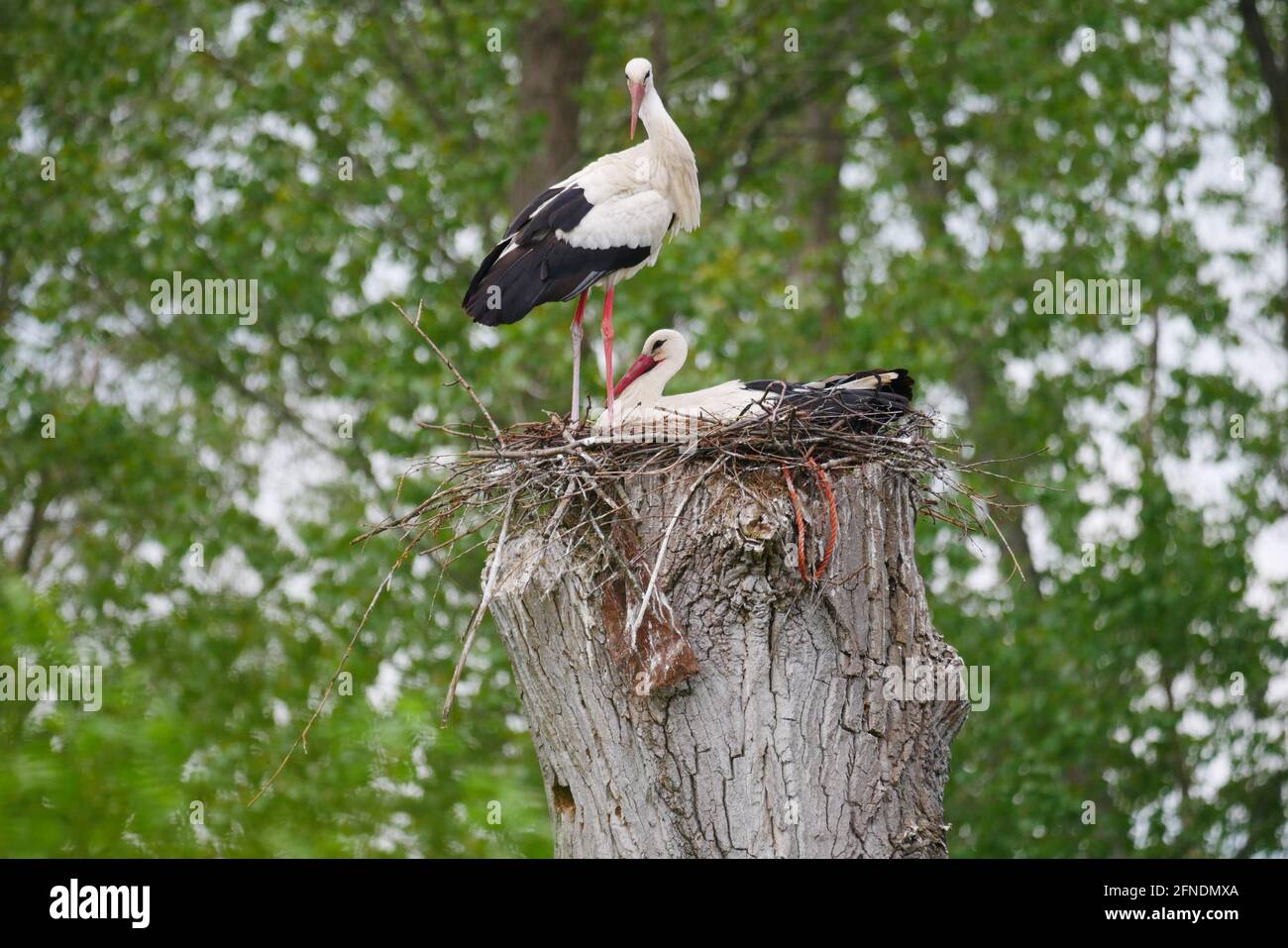 a white stork couple in its nest on a sawed log in the forest Stock ...