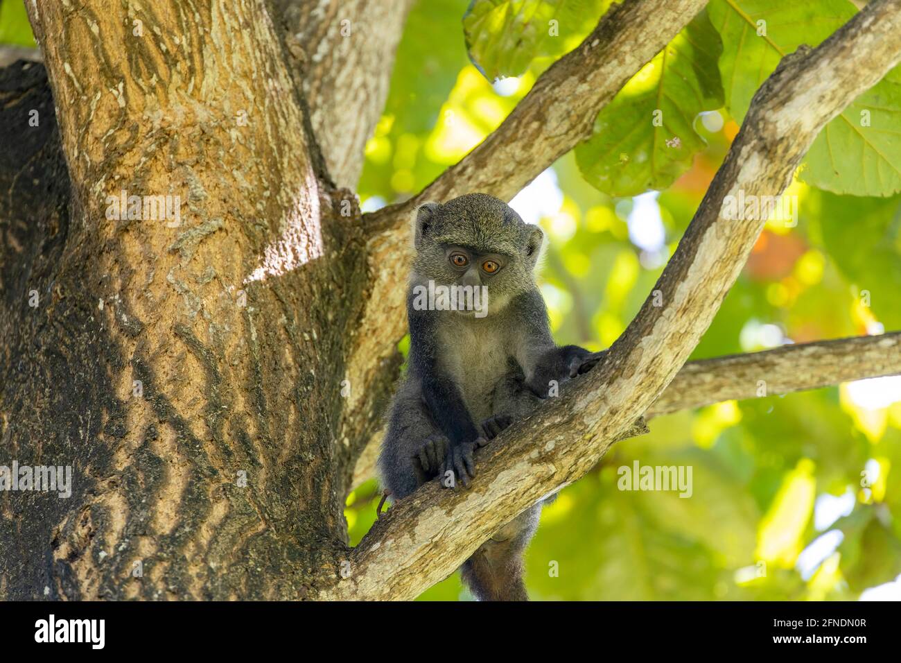 White throated guenon hi-res stock photography and images - Alamy