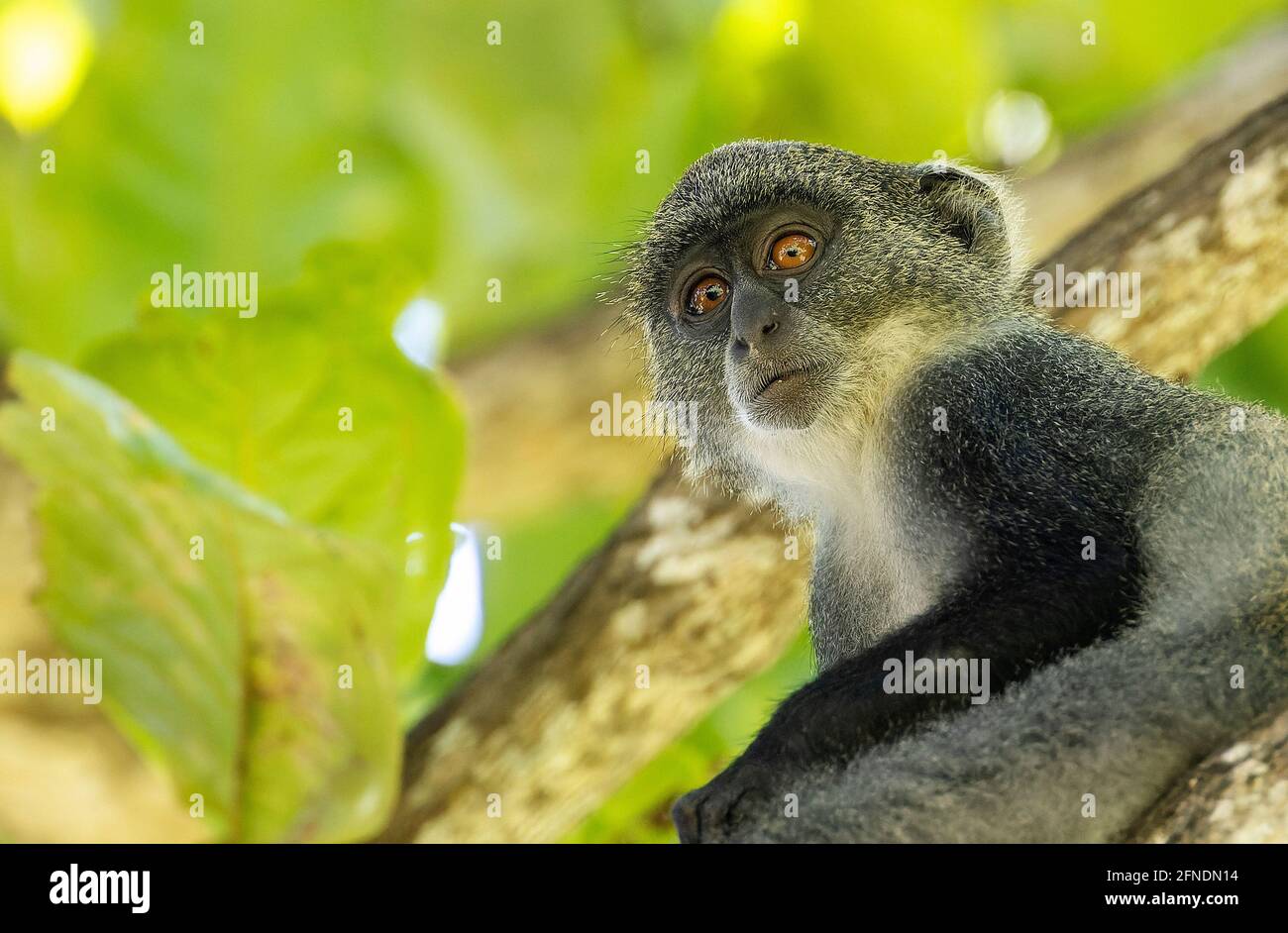 White-throated Monkey (cercopithecus albogularis) in a tree, Kenya ...