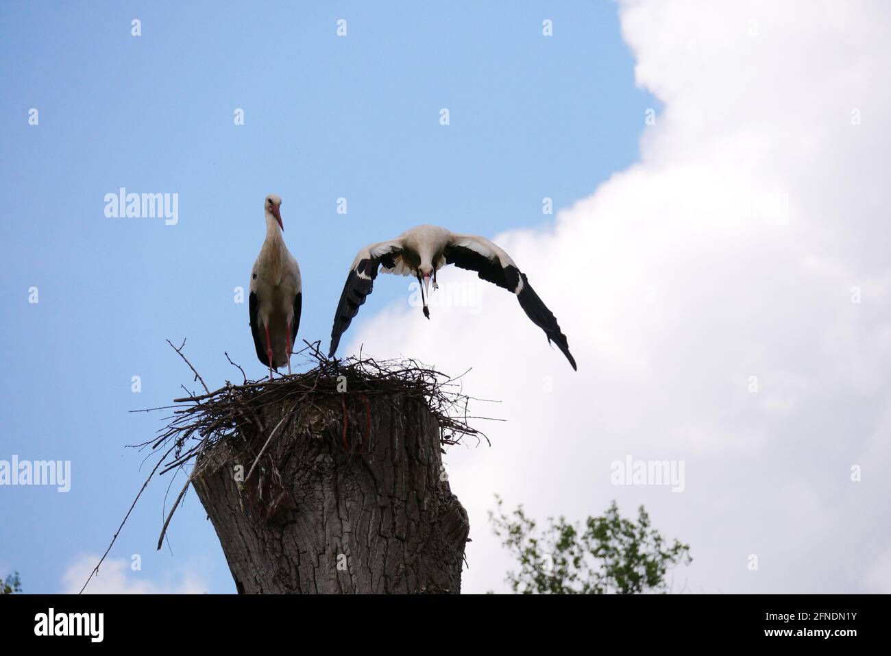 one white stork after the flight start while the other stork remains in ...