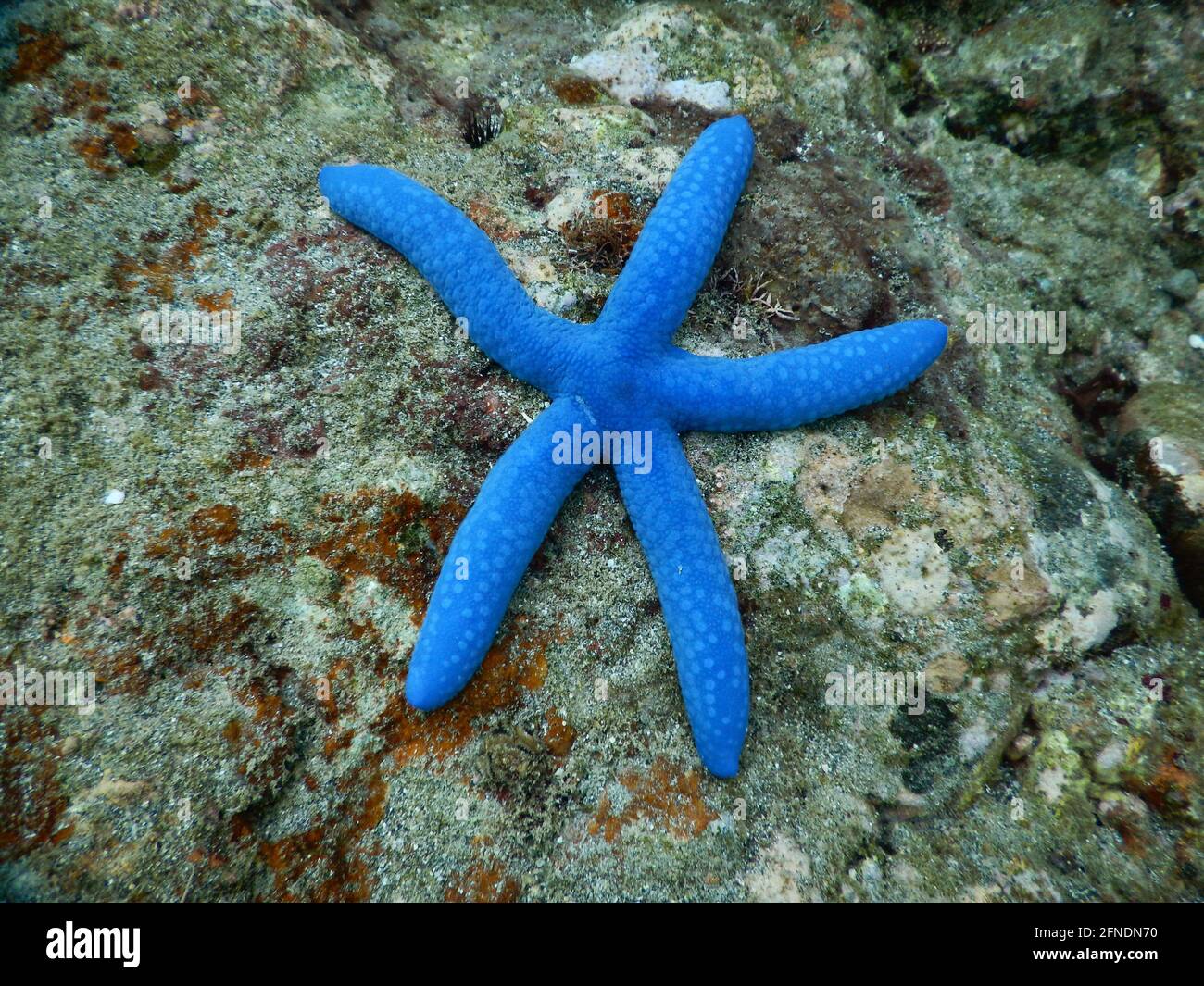 Starfish point beach hi-res stock photography and images - Alamy