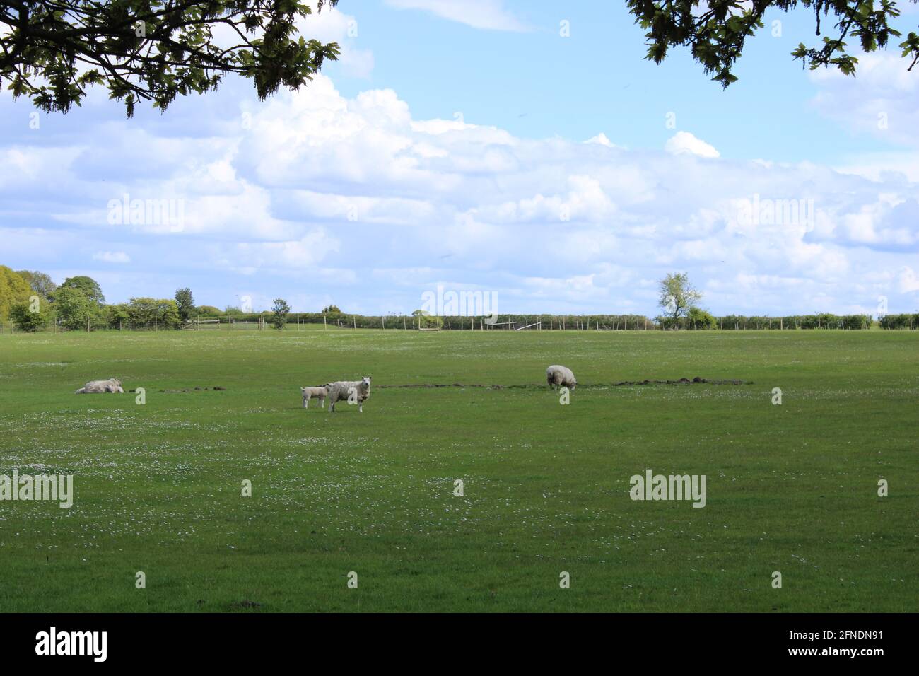 An open field on a summers day in Lancashire, England with sheep ...
