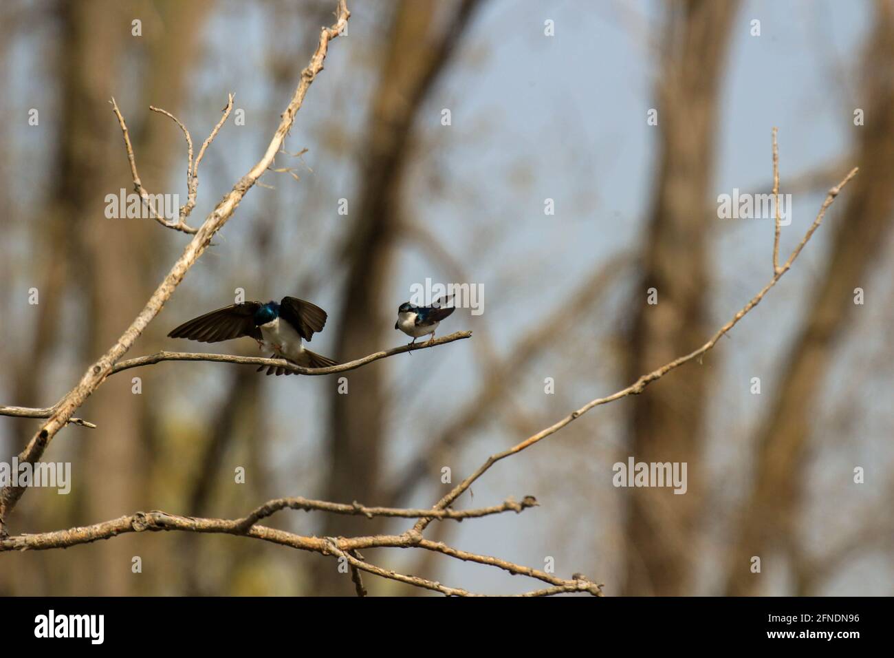 Tachycineta bicolor - series of photos showing tree swallows mating ...