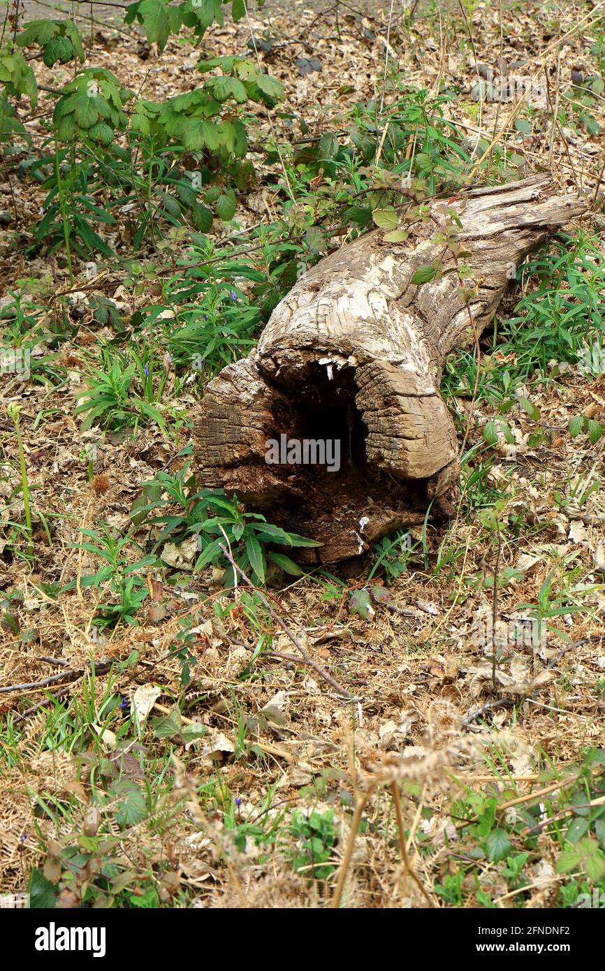 An old hollowed out tree stump in Ashenbank woods Stock Photo - Alamy