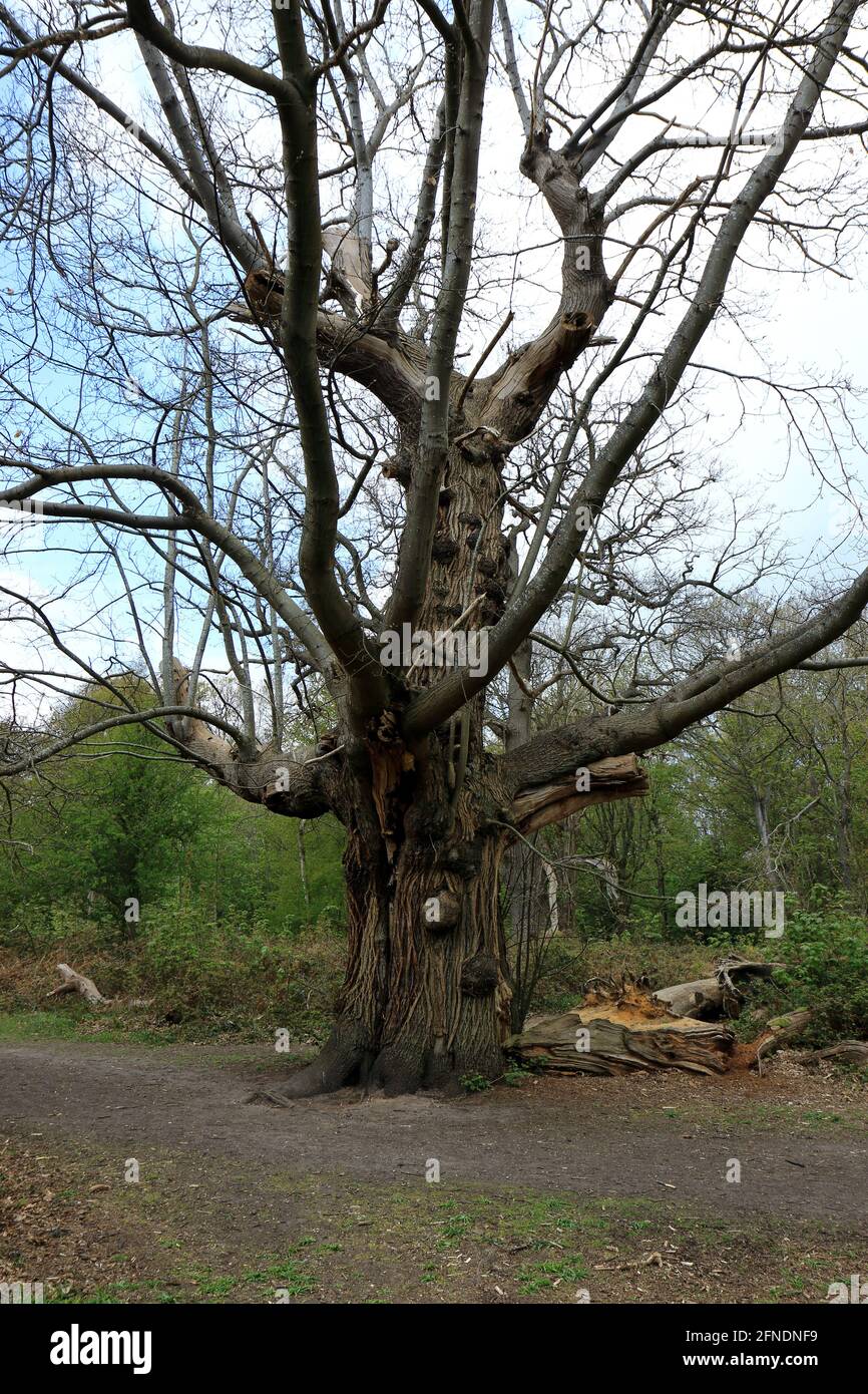 An Oak tree standing tall in Ashenbank woods Stock Photo - Alamy