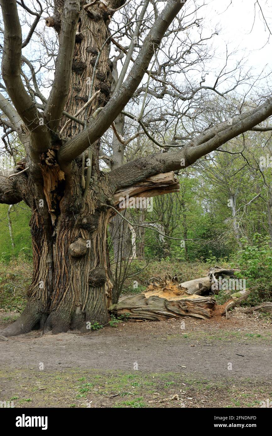 A woodland landscape scene with an old and broken Oak tree in Ashenbank ...