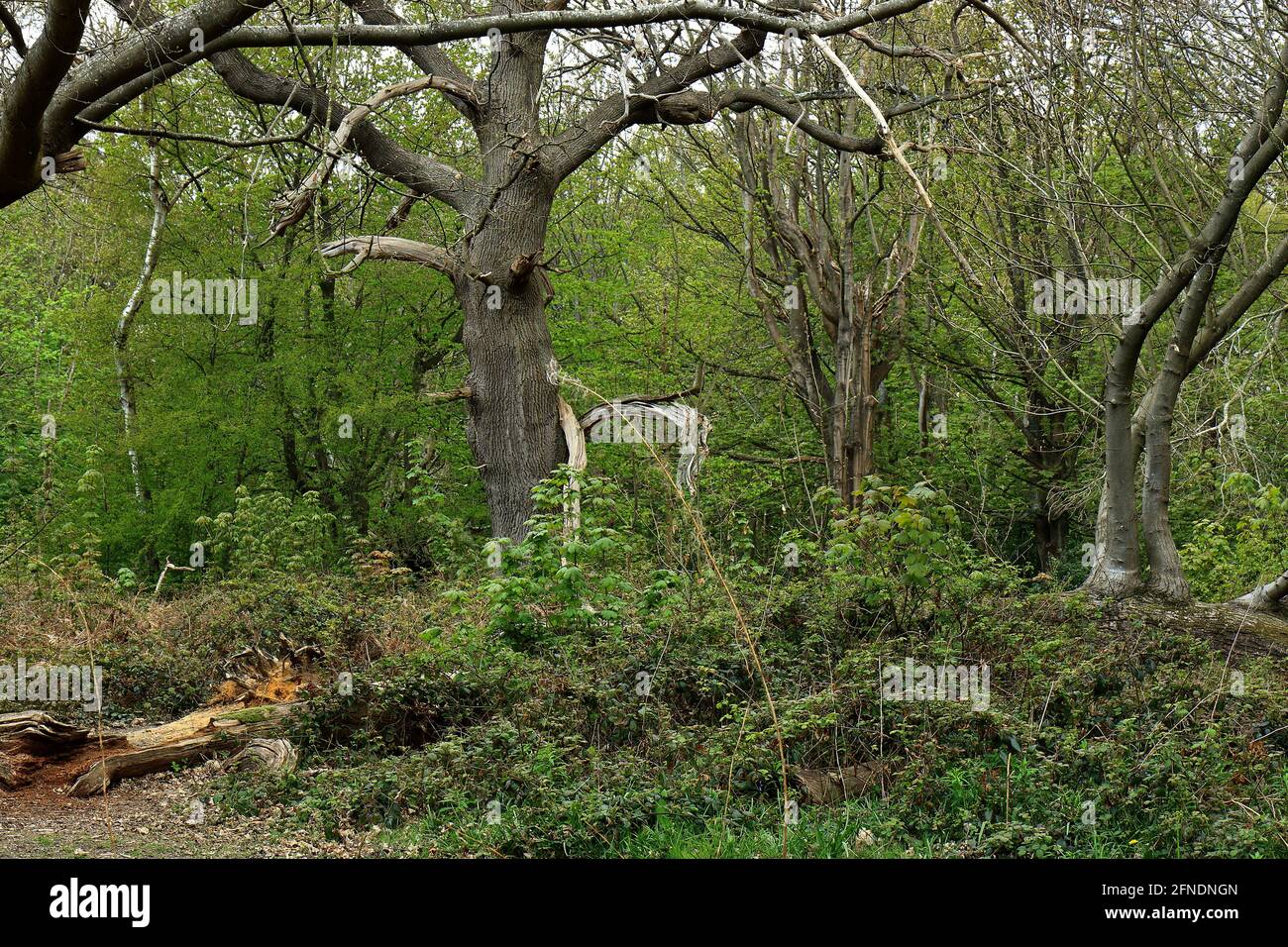 A woodland landscape scene with Oak and Beech trees in Ashenbank woods ...