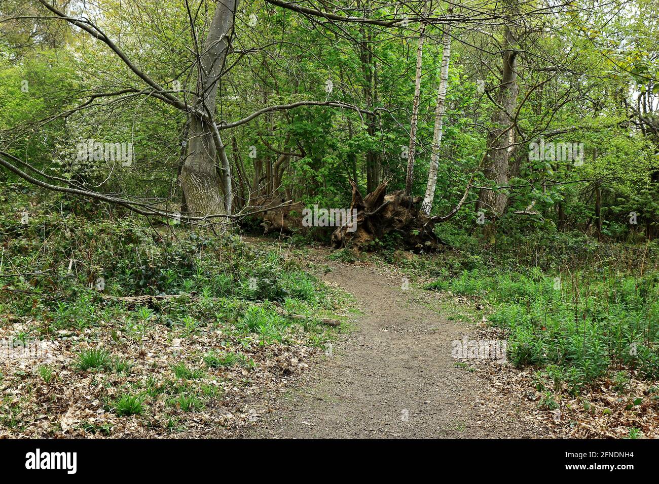 A landscape scene with a Footpath through the Ashenbank woodlands Stock ...